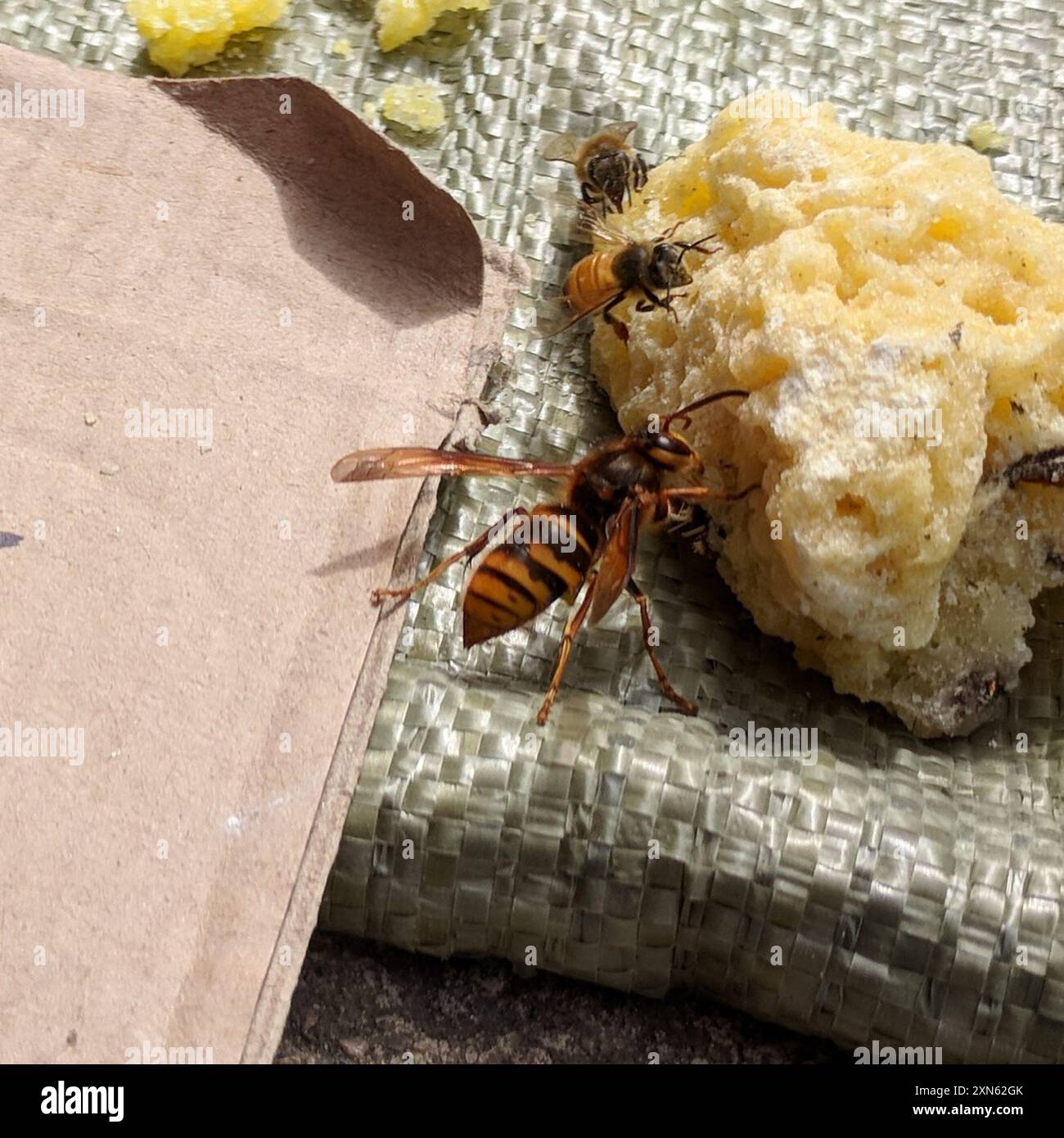 Hairy Yellow Hornet (Vespa simillima simillima) Insecta Stock Photo - Alamy
