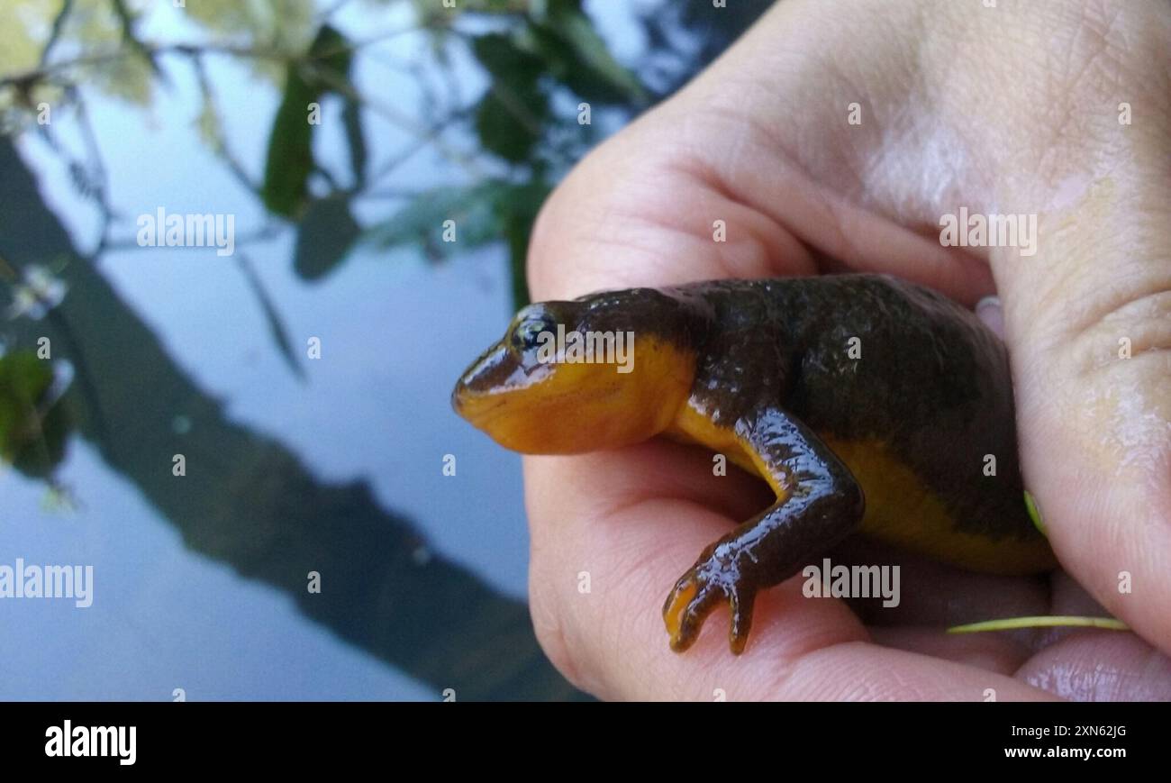 Rough-skinned Newt (Taricha granulosa) Amphibia Stock Photo - Alamy