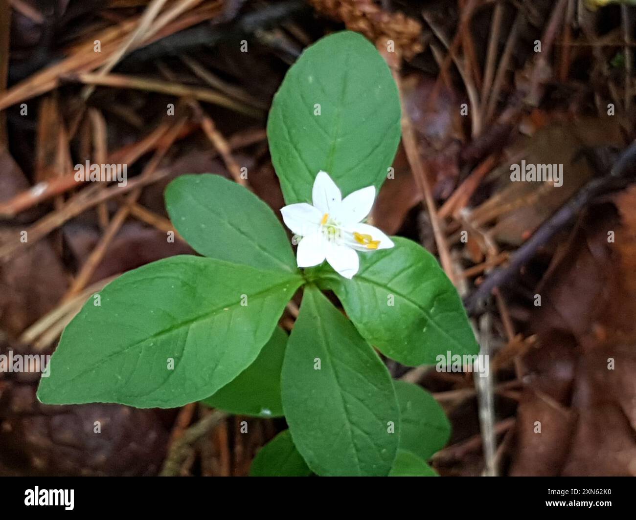 Arctic Starflower (Lysimachia europaea) Plantae Stock Photo - Alamy