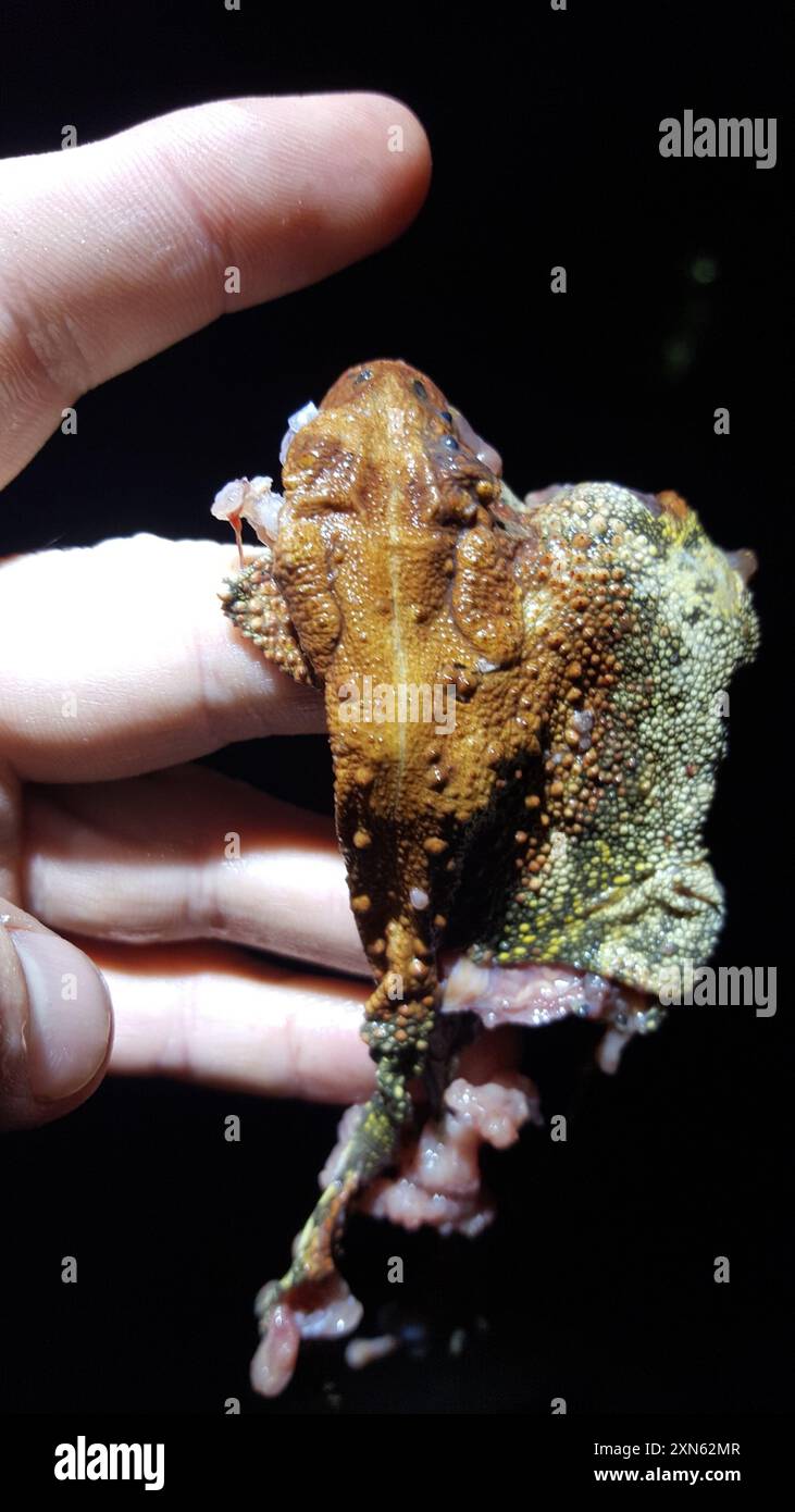 Dwarf American Toad (Anaxyrus americanus charlesmithi) Amphibia Stock ...
