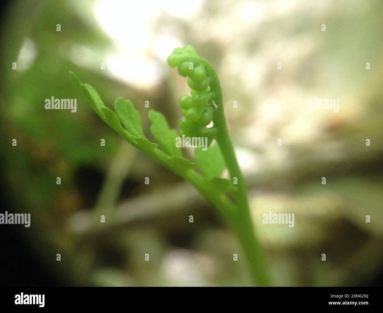 matricary grapefern (Botrychium matricariifolium) Plantae Stock Photo ...