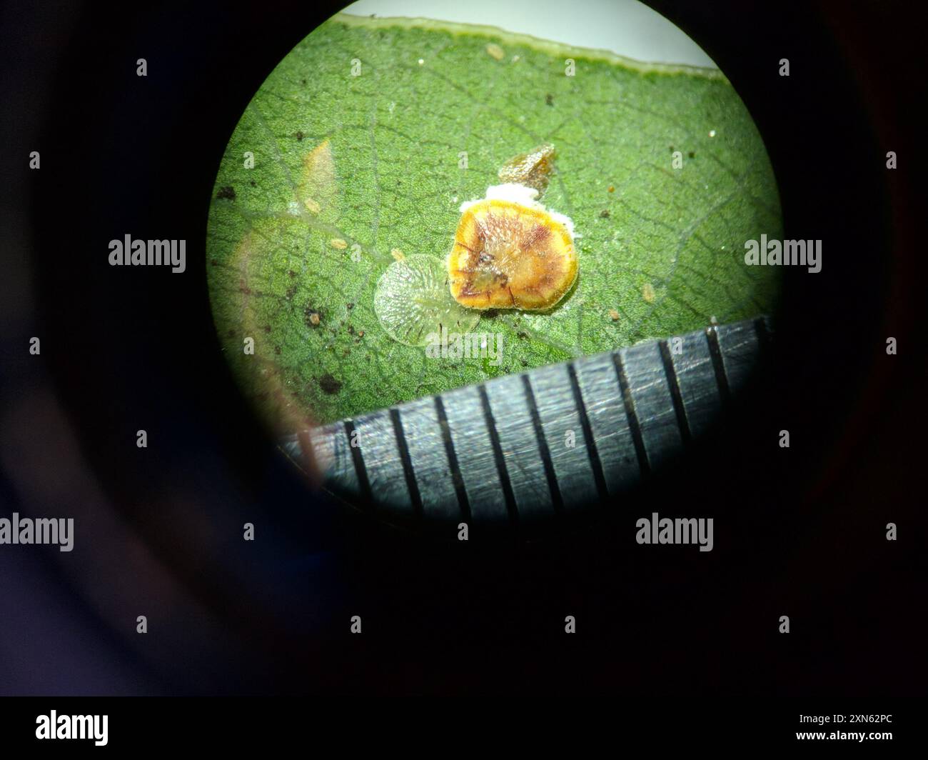 Pyriform Scale (Protopulvinaria pyriformis) Insecta Stock Photo - Alamy