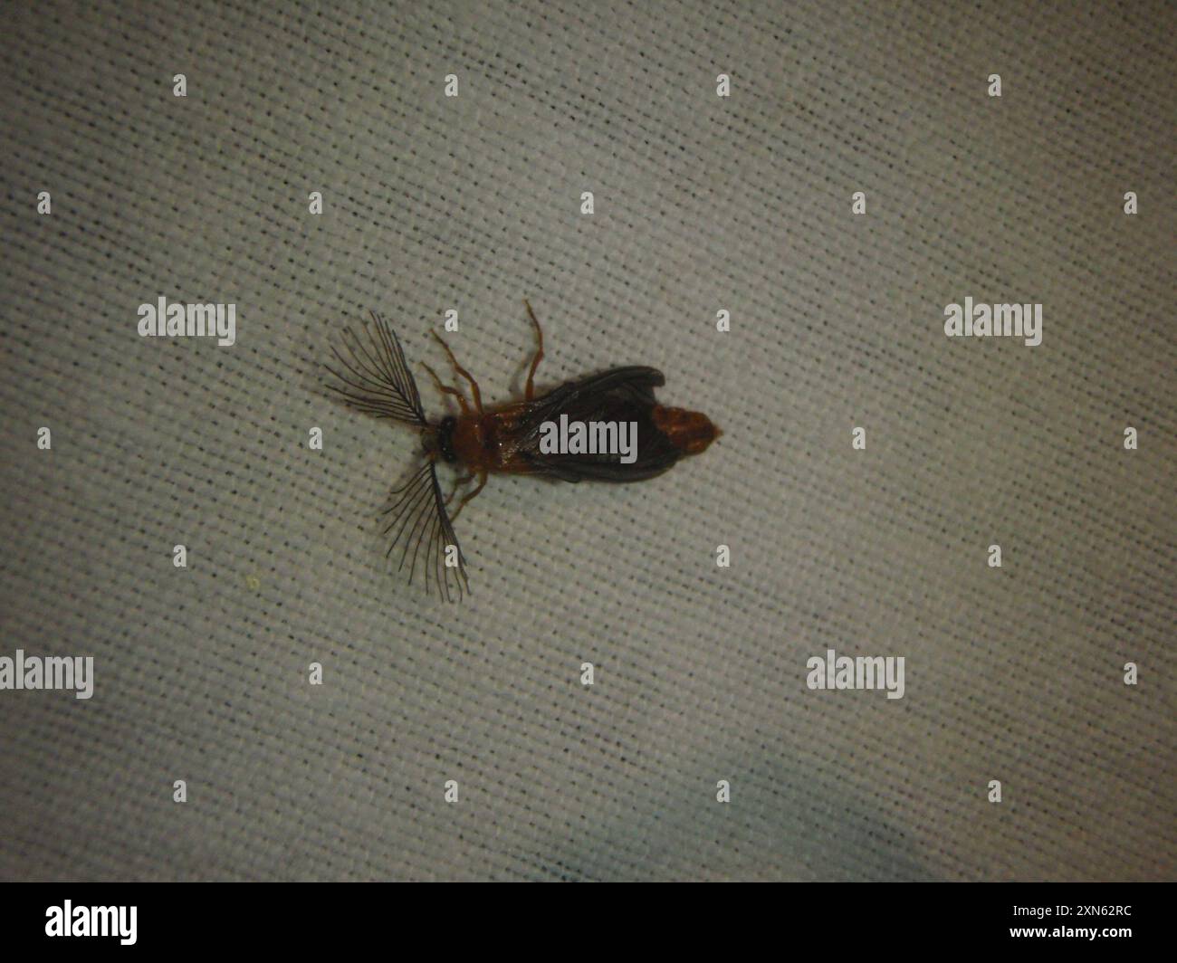 Phengodidae hi-res stock photography and images - Alamy