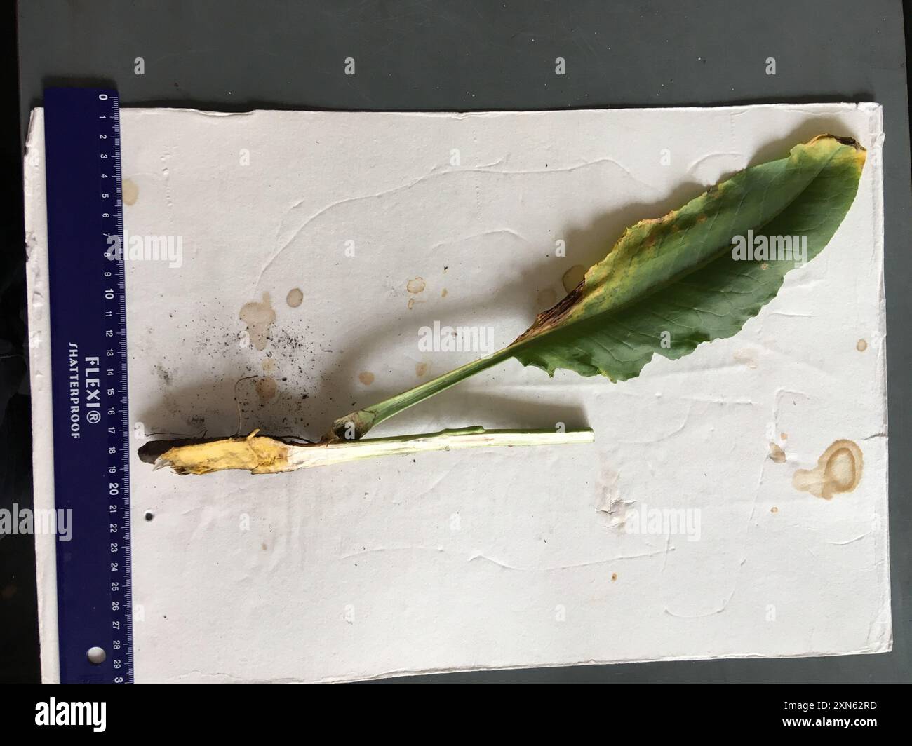 Patience Dock (Rumex patientia) Plantae Stock Photo - Alamy