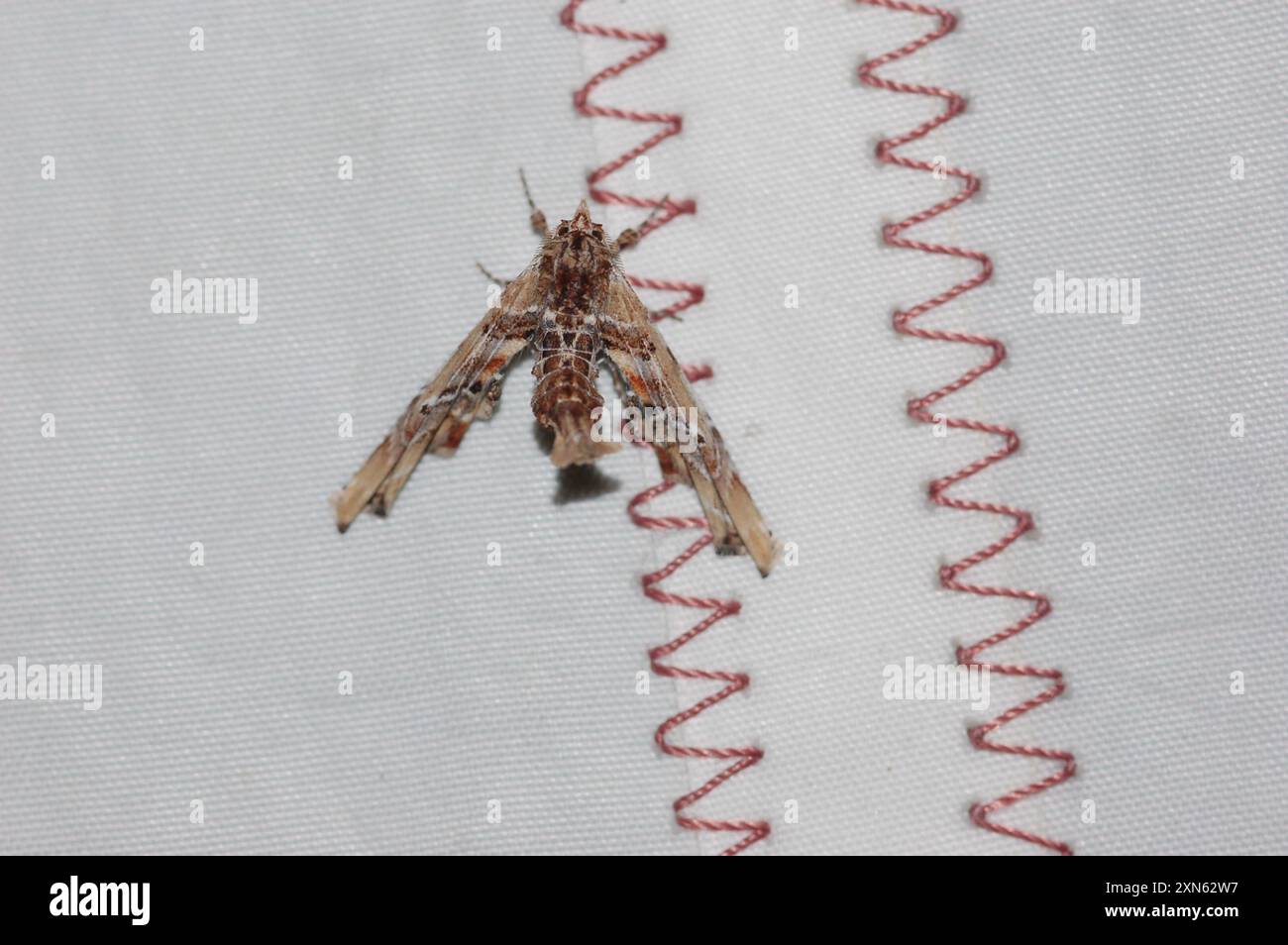 Light Marathyssa Moth (Marathyssa basalis) Insecta Stock Photo - Alamy