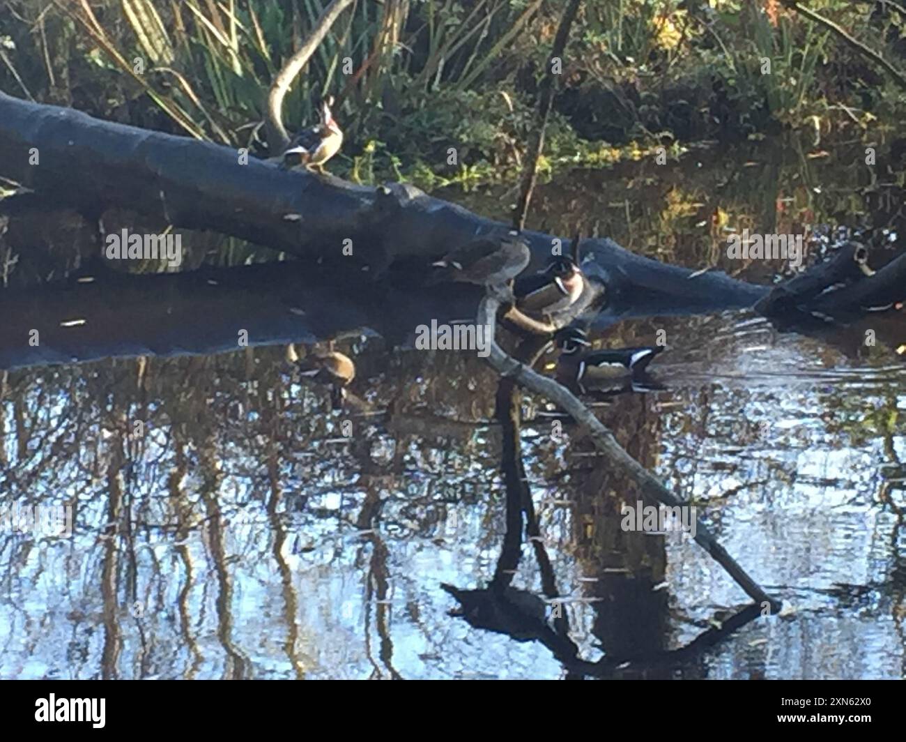 Wood Duck (Aix sponsa) Aves Stock Photo - Alamy
