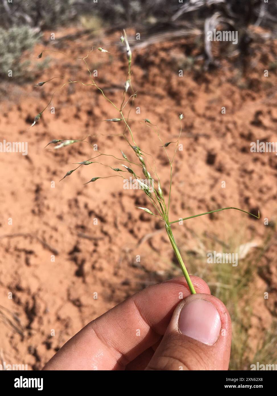 Sand Ricegrass (Eriocoma hymenoides) Plantae Stock Photo - Alamy