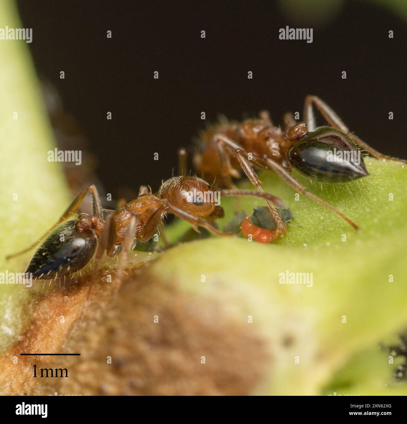 Acrobat Ants and Cocktail Ants (Crematogaster) Insecta Stock Photo - Alamy