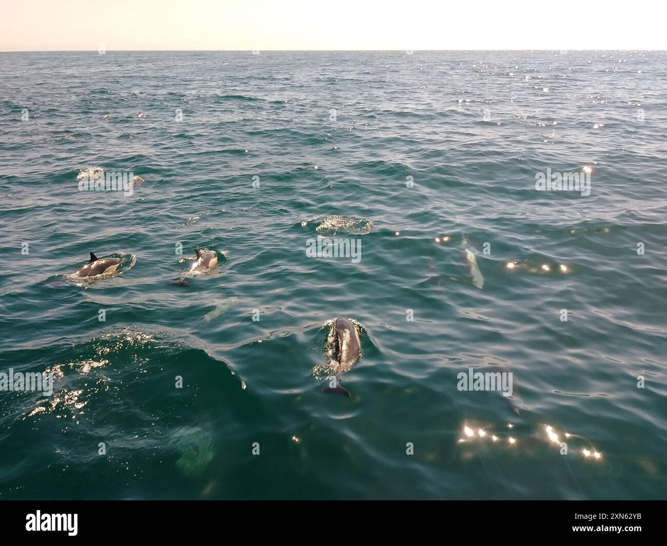 Common Dolphin (Delphinus delphis) Mammalia Stock Photo - Alamy