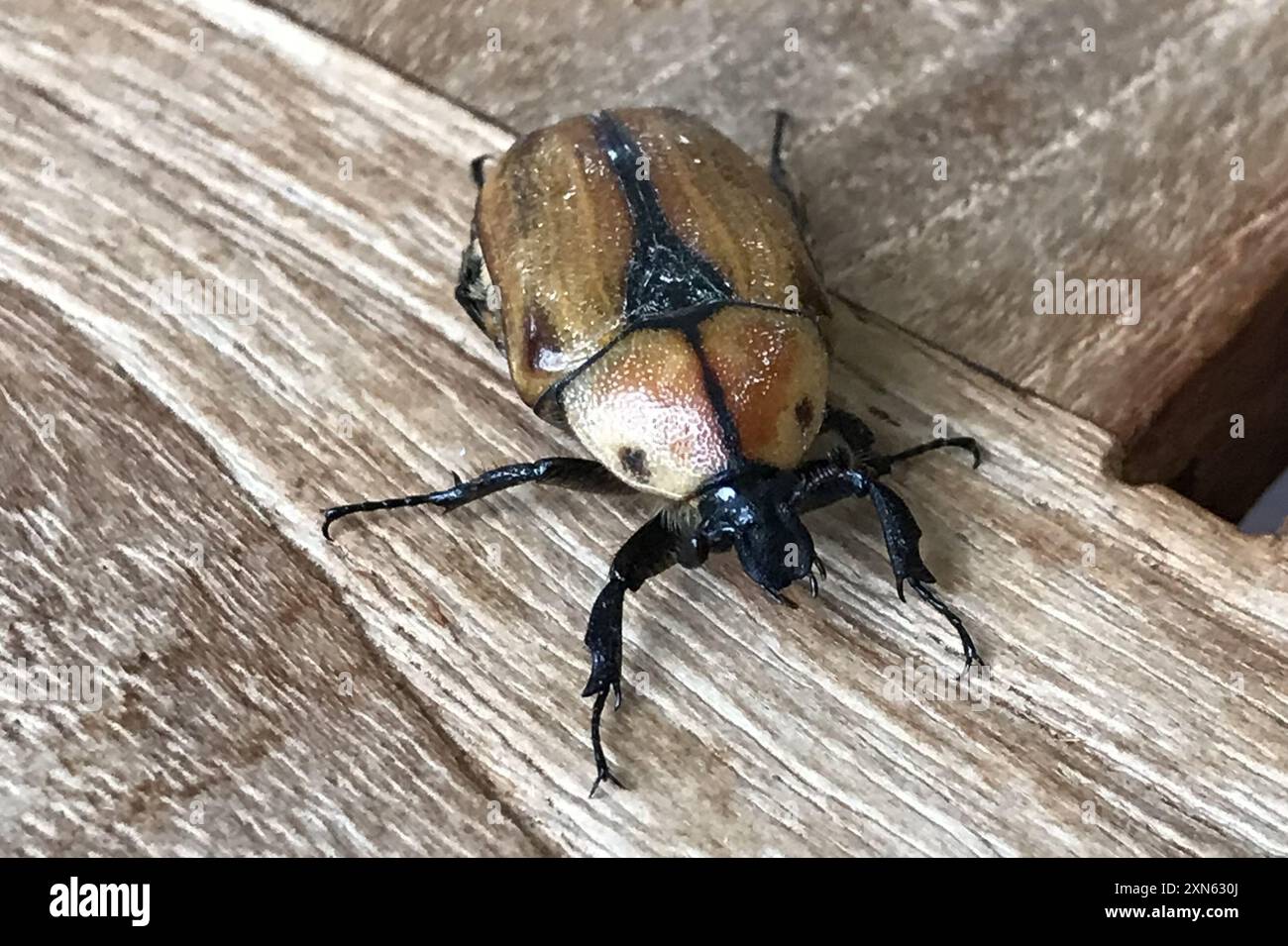 Cowboy Beetle (Chondropyga dorsalis) Insecta Stock Photo - Alamy
