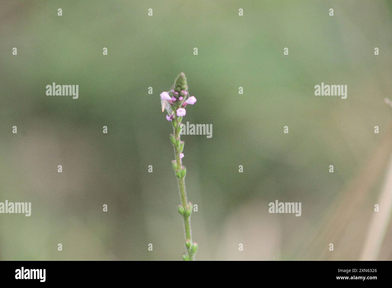 Common vervain (Verbena officinalis) Plantae Stock Photo - Alamy