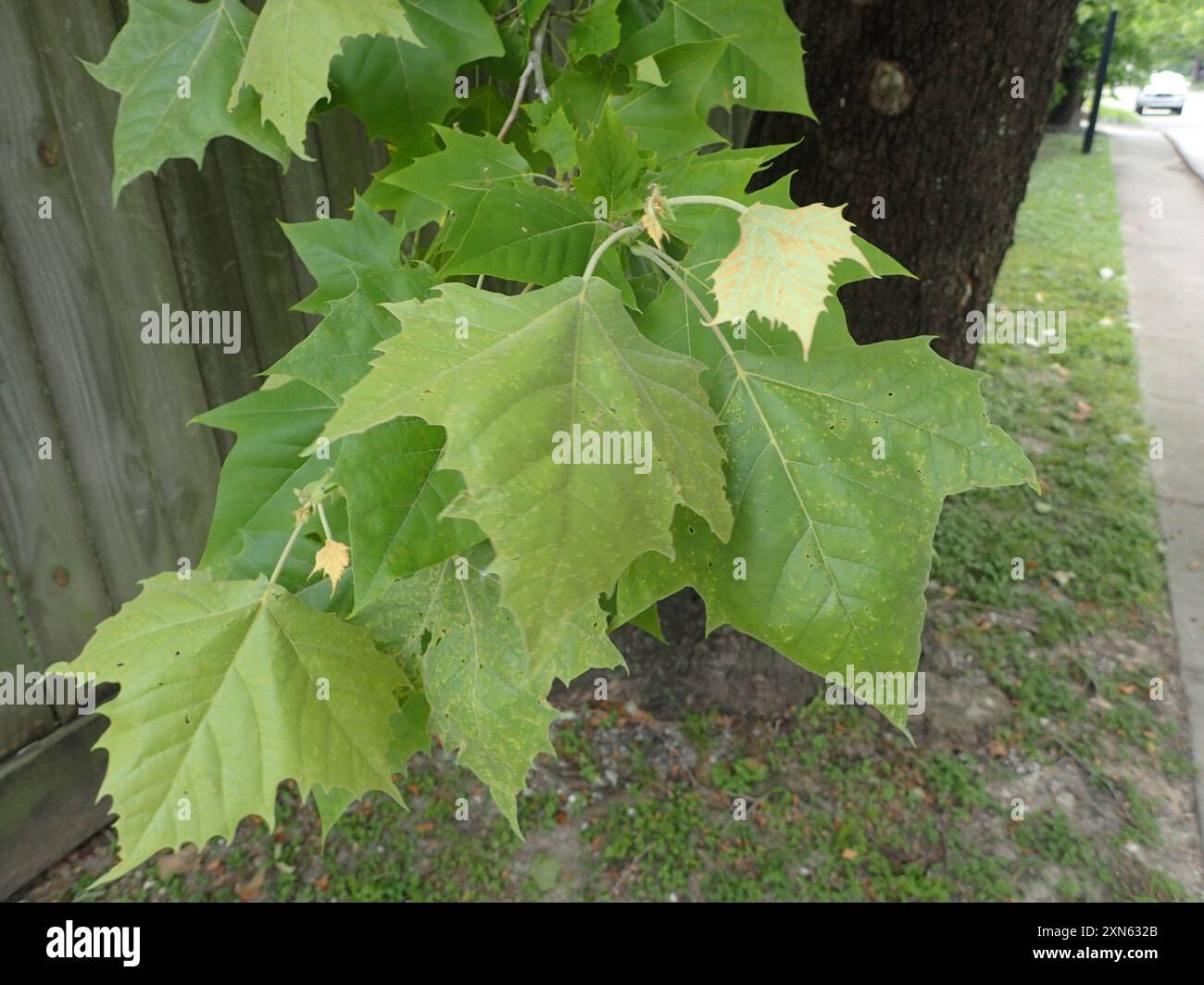 American sycamore (Platanus occidentalis) Plantae Stock Photo - Alamy