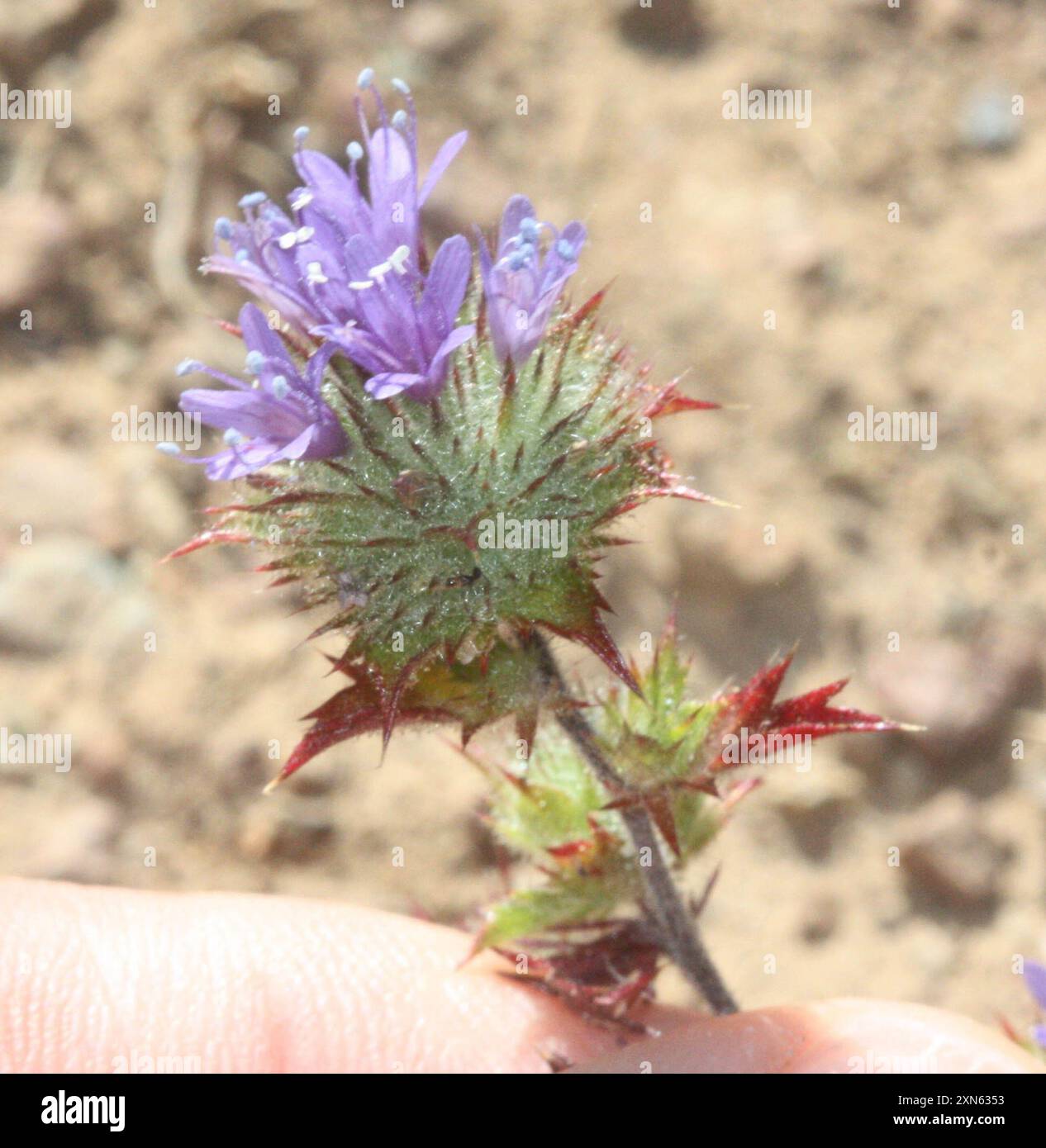 Calistoga Pincushionplant (Navarretia heterodoxa) Plantae Stock Photo ...