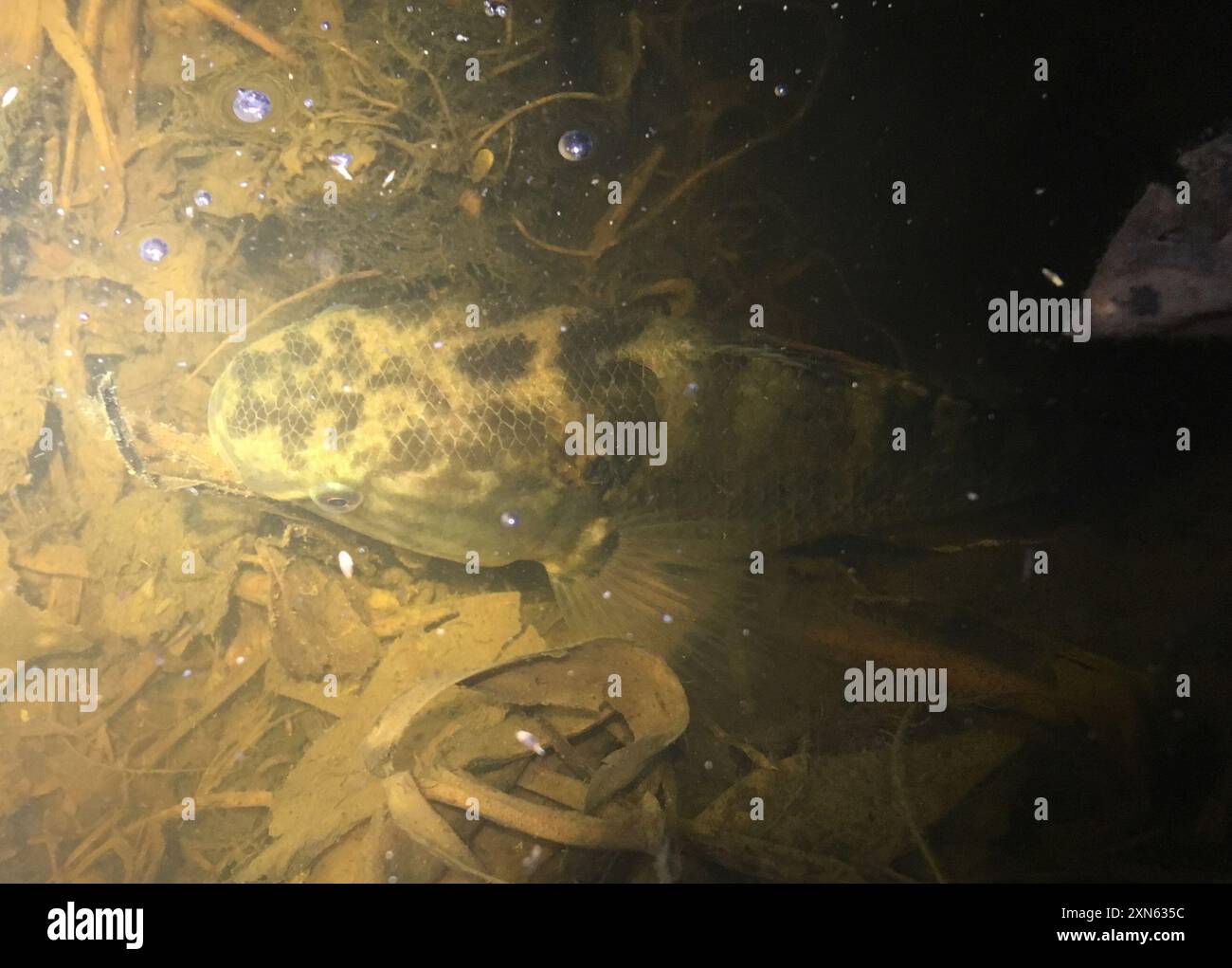 Pacific Fat Sleeper (Dormitator latifrons) Actinopterygii Stock Photo ...