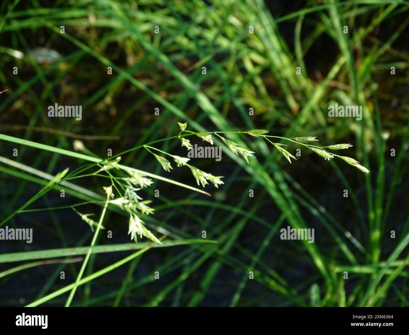 meadow fescue (Lolium pratense) Plantae Stock Photo - Alamy