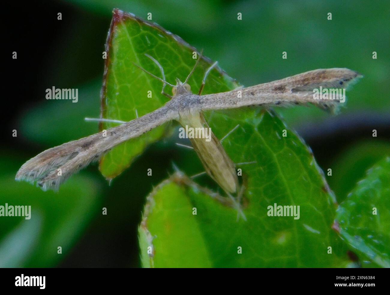 Dwarf Plume Moth (Exelastis pumilio) Insecta Stock Photo - Alamy