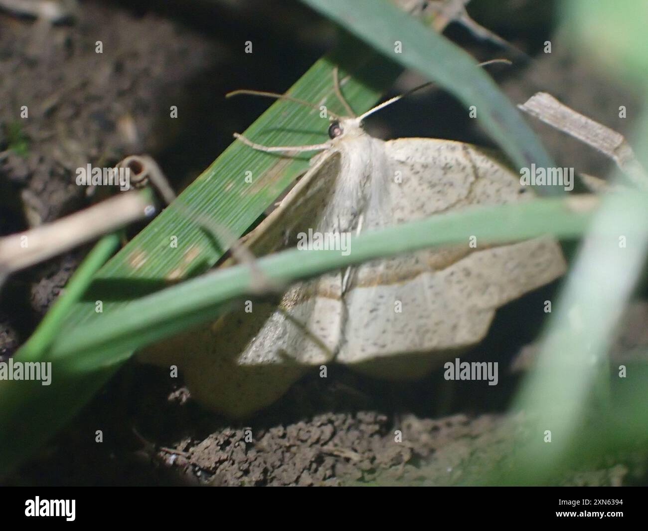 Confused Eusarca Moth (Eusarca confusaria) Insecta Stock Photo - Alamy