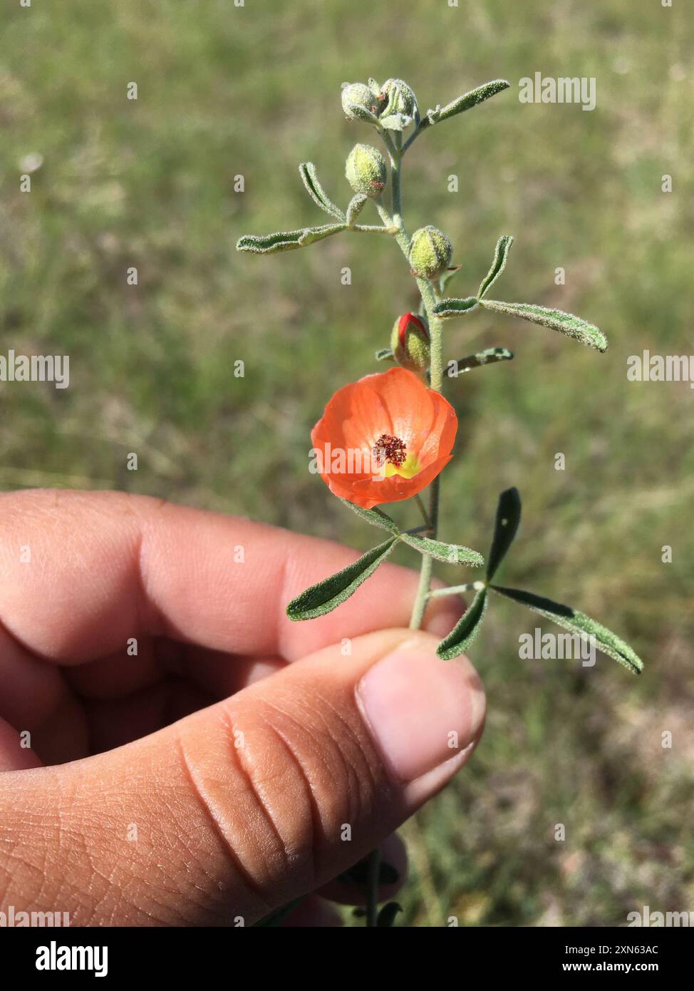 Juniper Globemallow (Sphaeralcea digitata) Plantae Stock Photo - Alamy