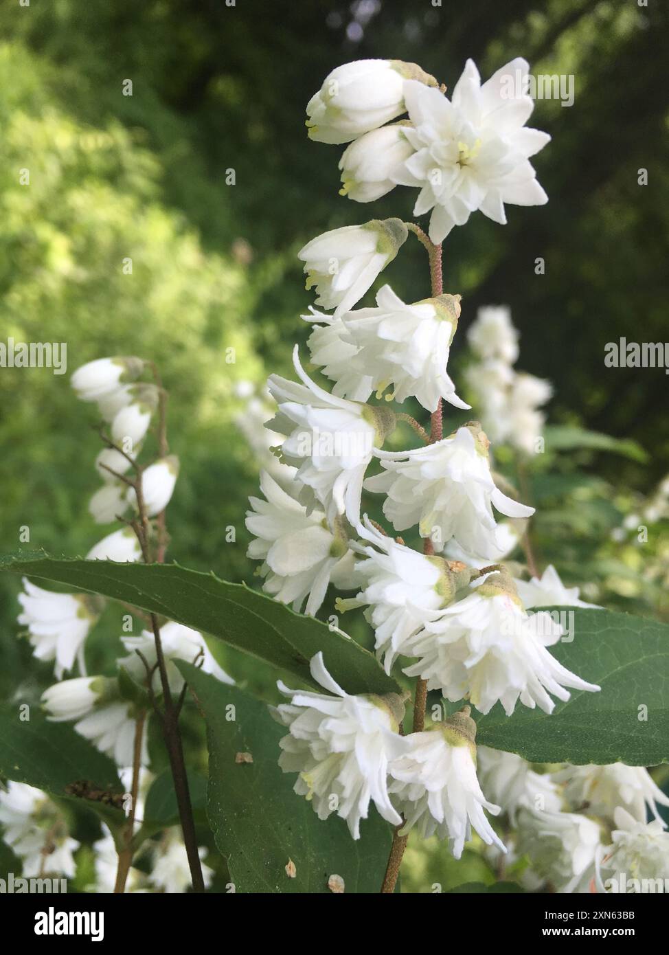 flowering plants (Angiospermae) Plantae Stock Photo - Alamy