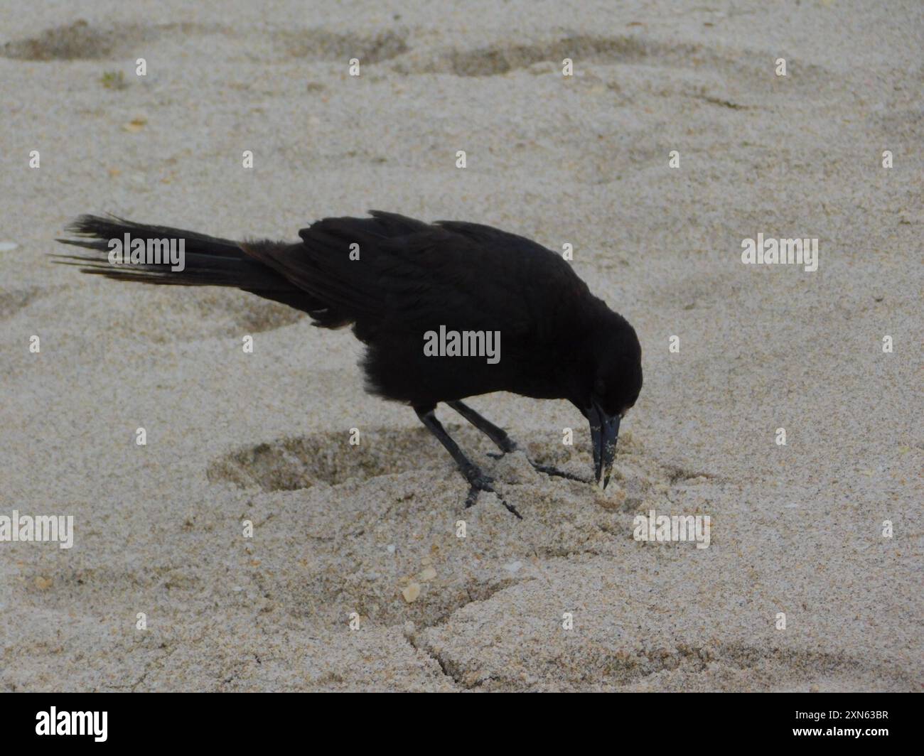 Boat-tailed Grackle (Quiscalus major) Aves Stock Photo - Alamy