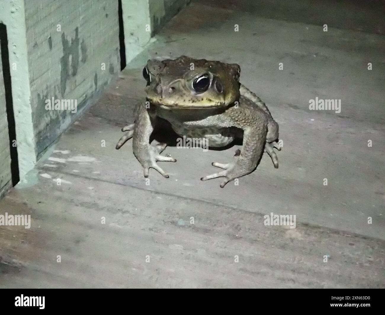 Giant Toad (Rhinella horribilis) Amphibia Stock Photo - Alamy