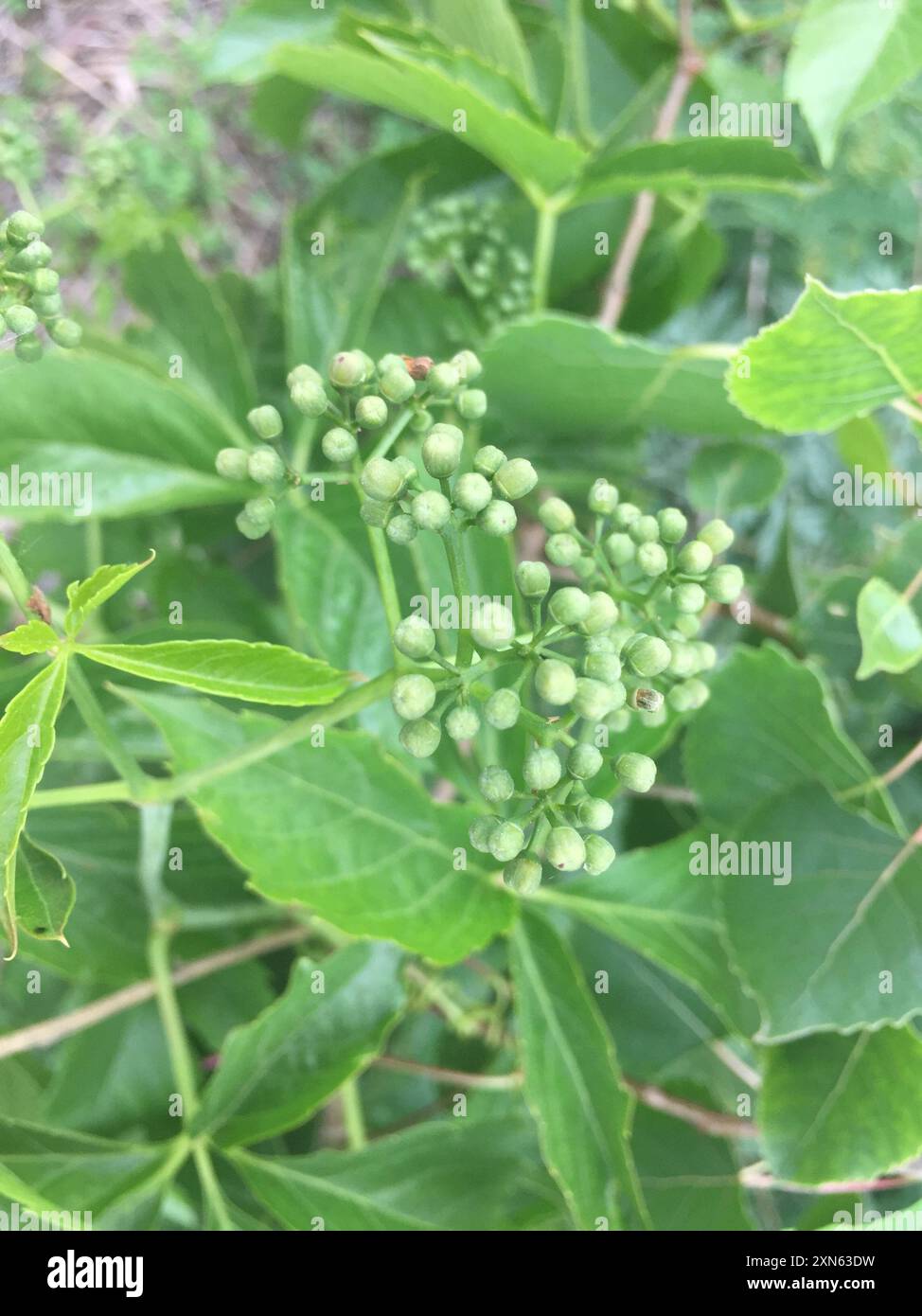 thicket creeper (Parthenocissus inserta) Plantae Stock Photo - Alamy
