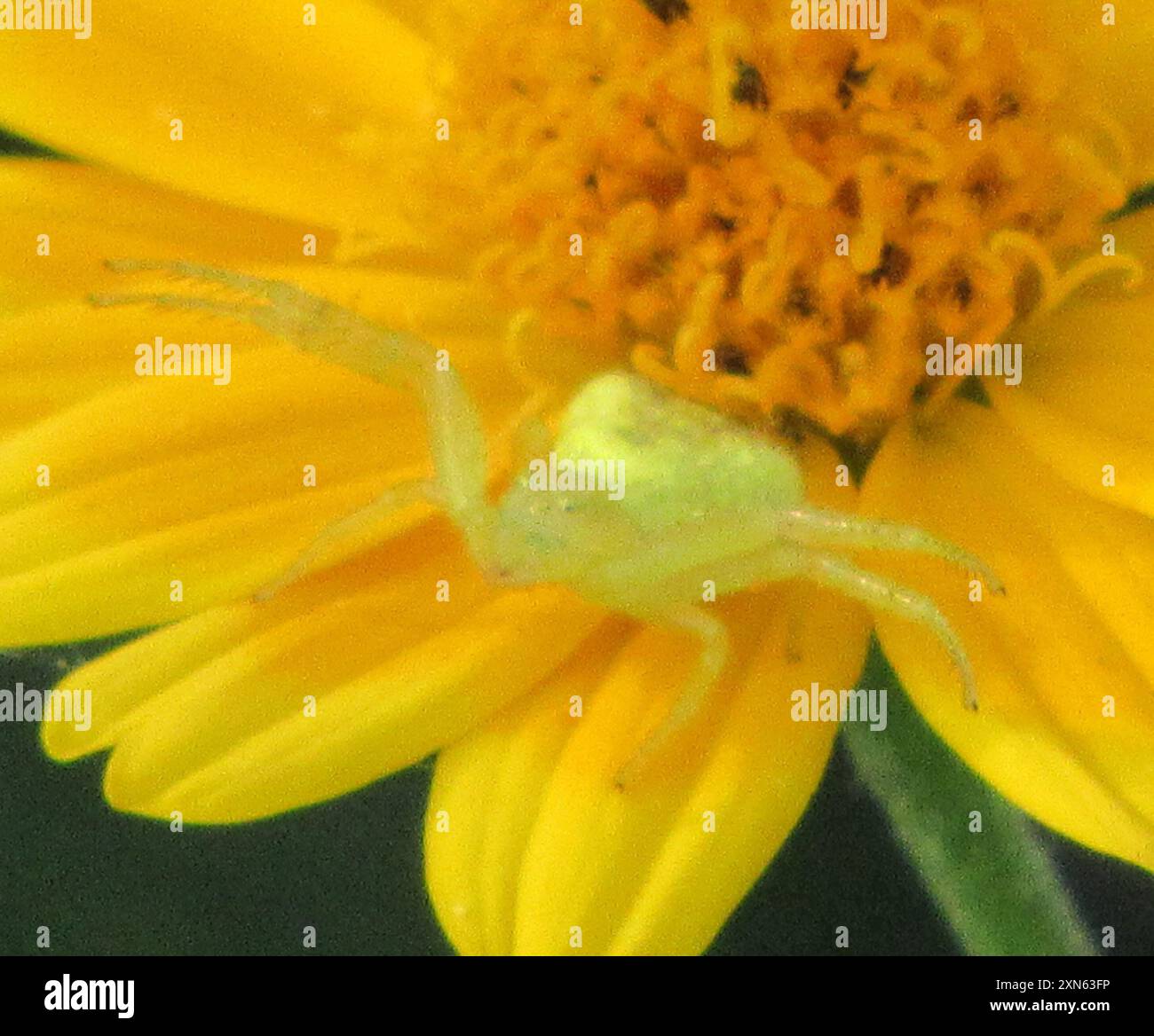 Crab Spiders (Thomisidae) Arachnida Stock Photo - Alamy