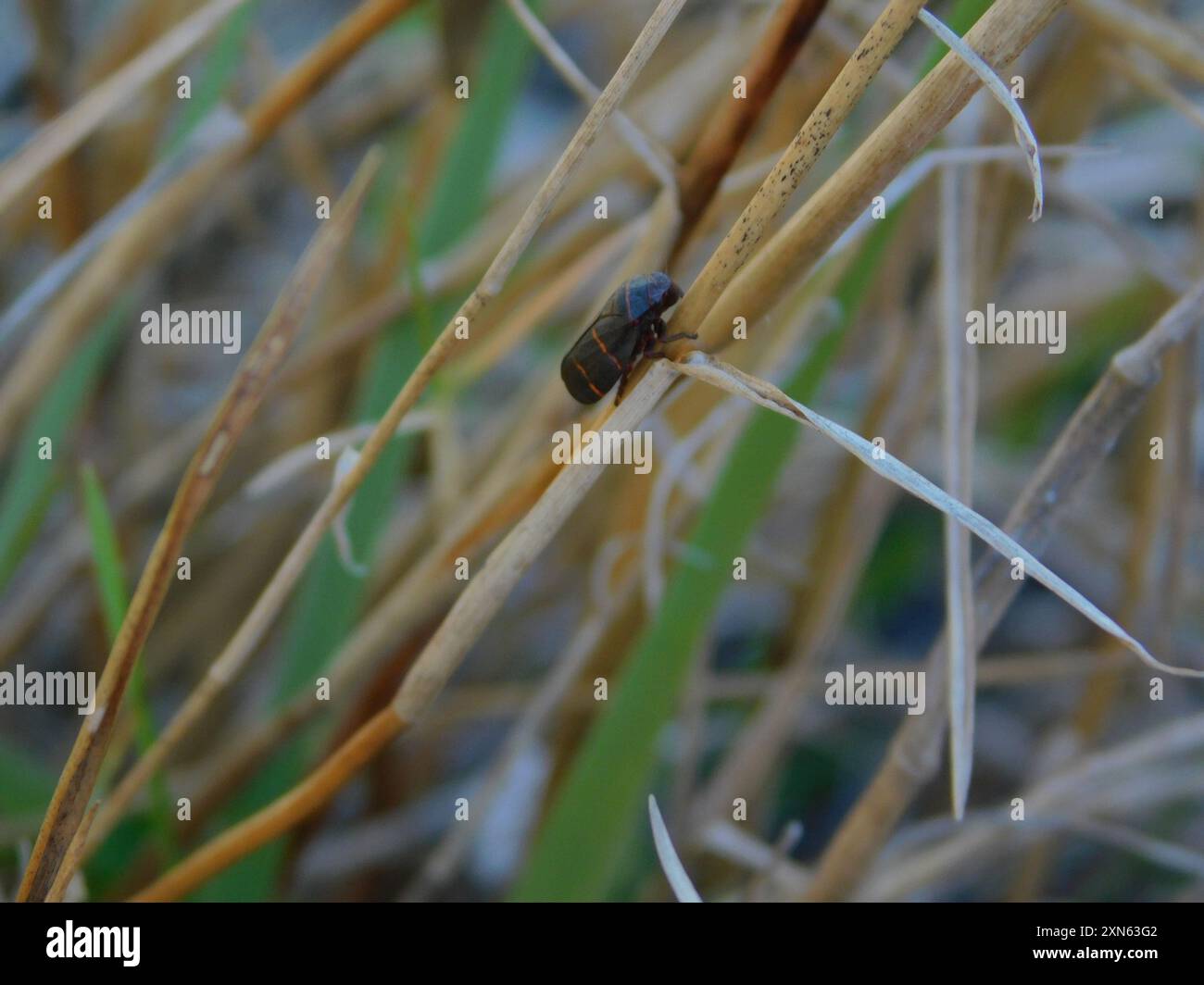 Two-lined Spittlebug (Prosapia bicincta) Insecta Stock Photo - Alamy