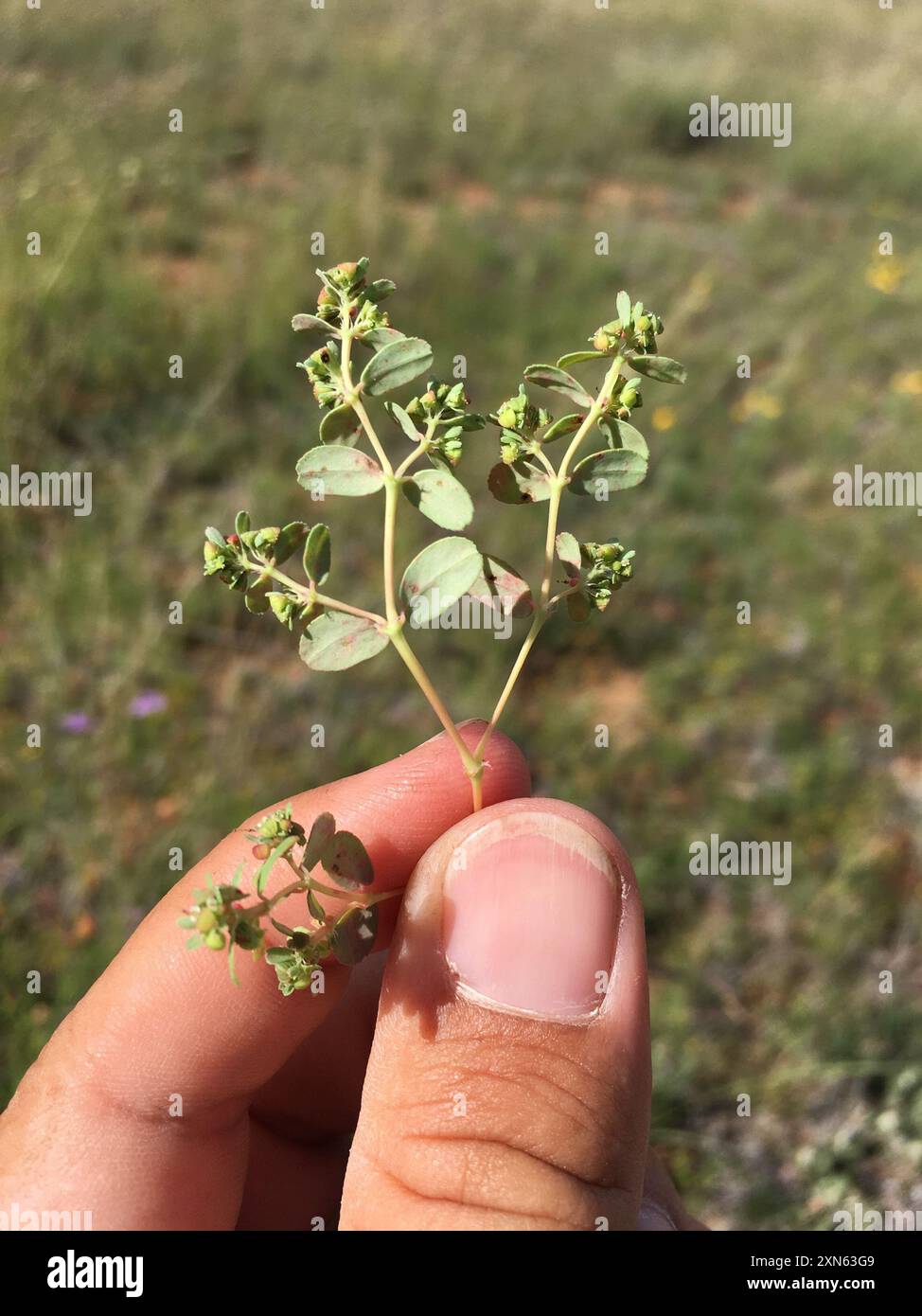 Thymeleaf Sandmat (Euphorbia serpillifolia) Plantae Stock Photo - Alamy
