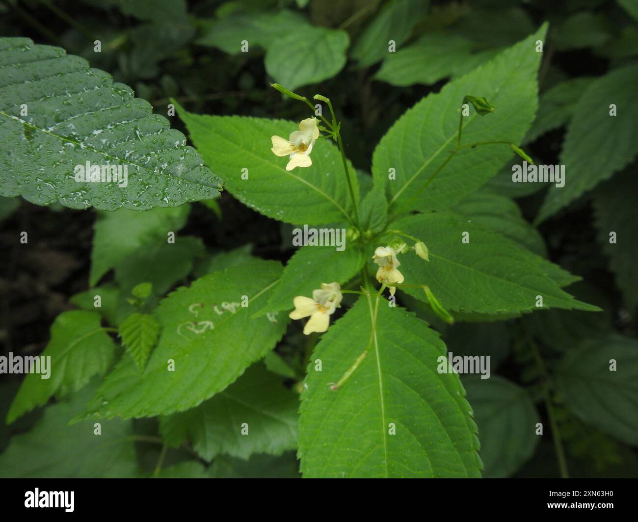 small balsam (Impatiens parviflora) Plantae Stock Photo - Alamy