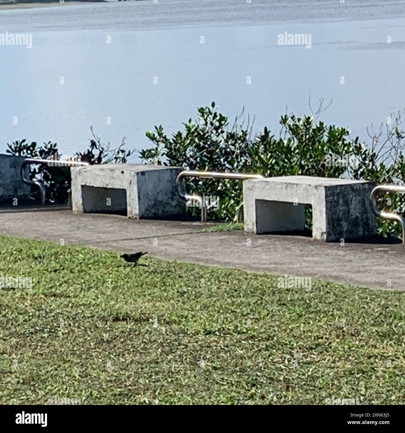 Crested Myna (Acridotheres cristatellus) Aves Stock Photo - Alamy
