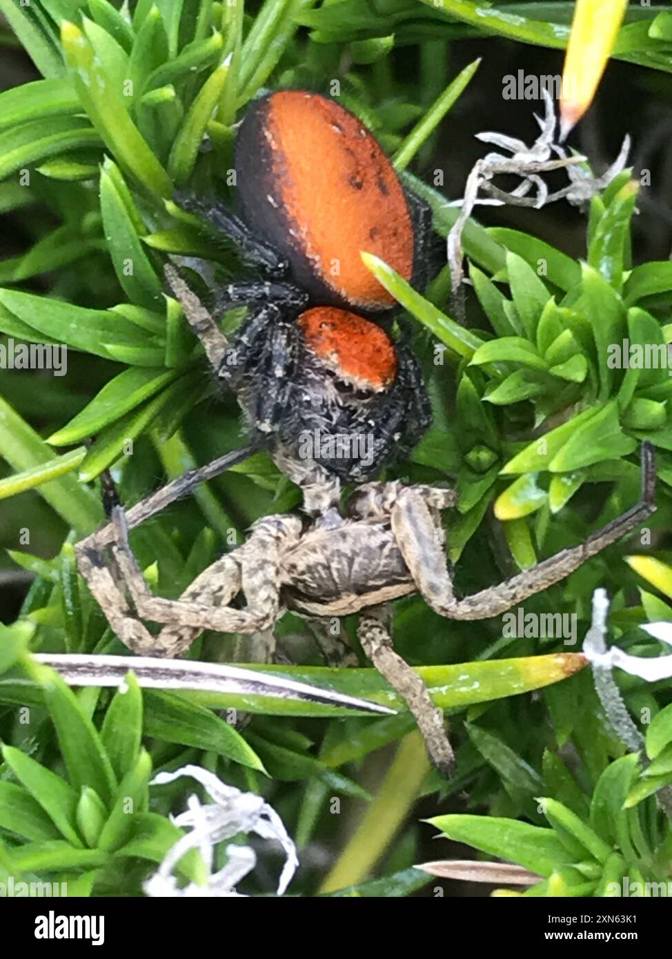 Cardinal Jumping Spider (Phidippus cardinalis) Arachnida Stock Photo ...