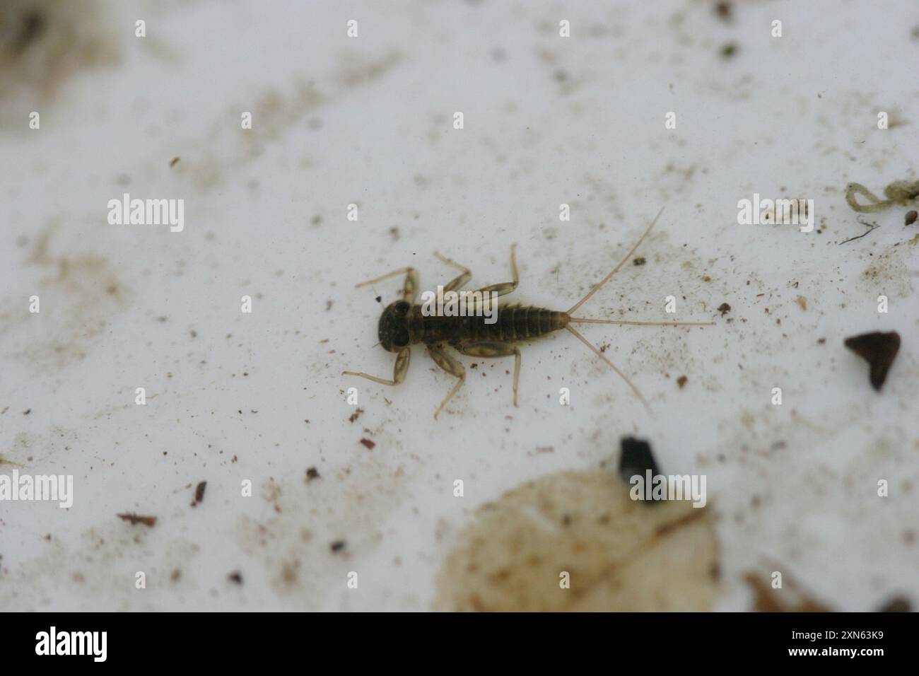March Brown Mayfly (Rhithrogena germanica) Insecta Stock Photo - Alamy