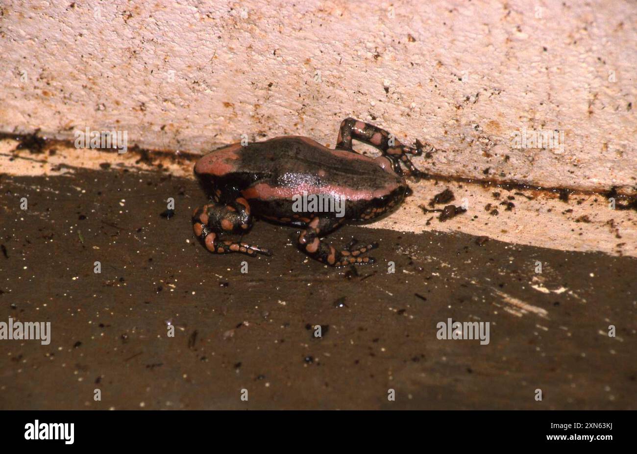 Red-Banded Rubber Frog (Phrynomantis bifasciatus) Amphibia Stock Photo ...