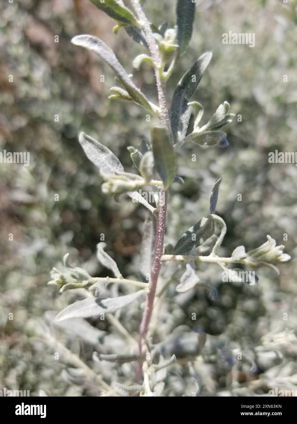 Silver Wormwood (Artemisia ludoviciana) Plantae Stock Photo - Alamy