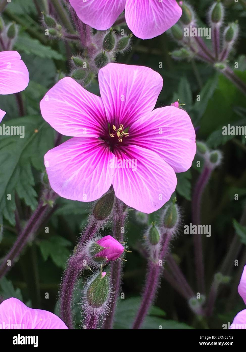 Giant Herb-Robert (Geranium maderense) Plantae Stock Photo - Alamy