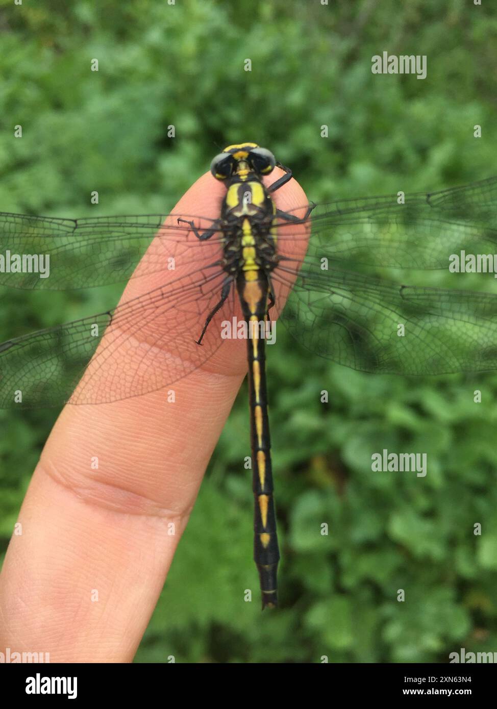 Pacific Clubtail (Phanogomphus kurilis) Insecta Stock Photo - Alamy