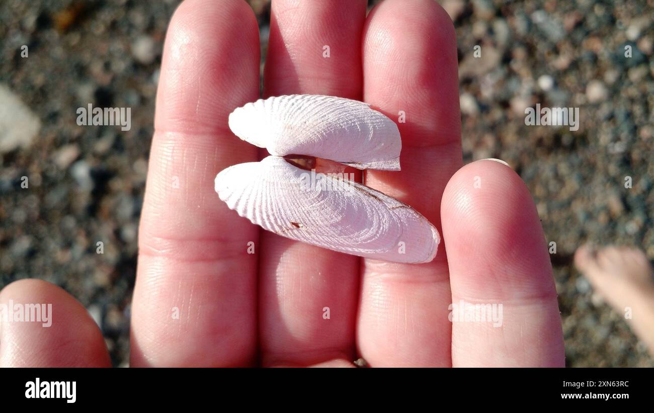 False Angelwing (Petricolaria pholadiformis) Mollusca Stock Photo - Alamy