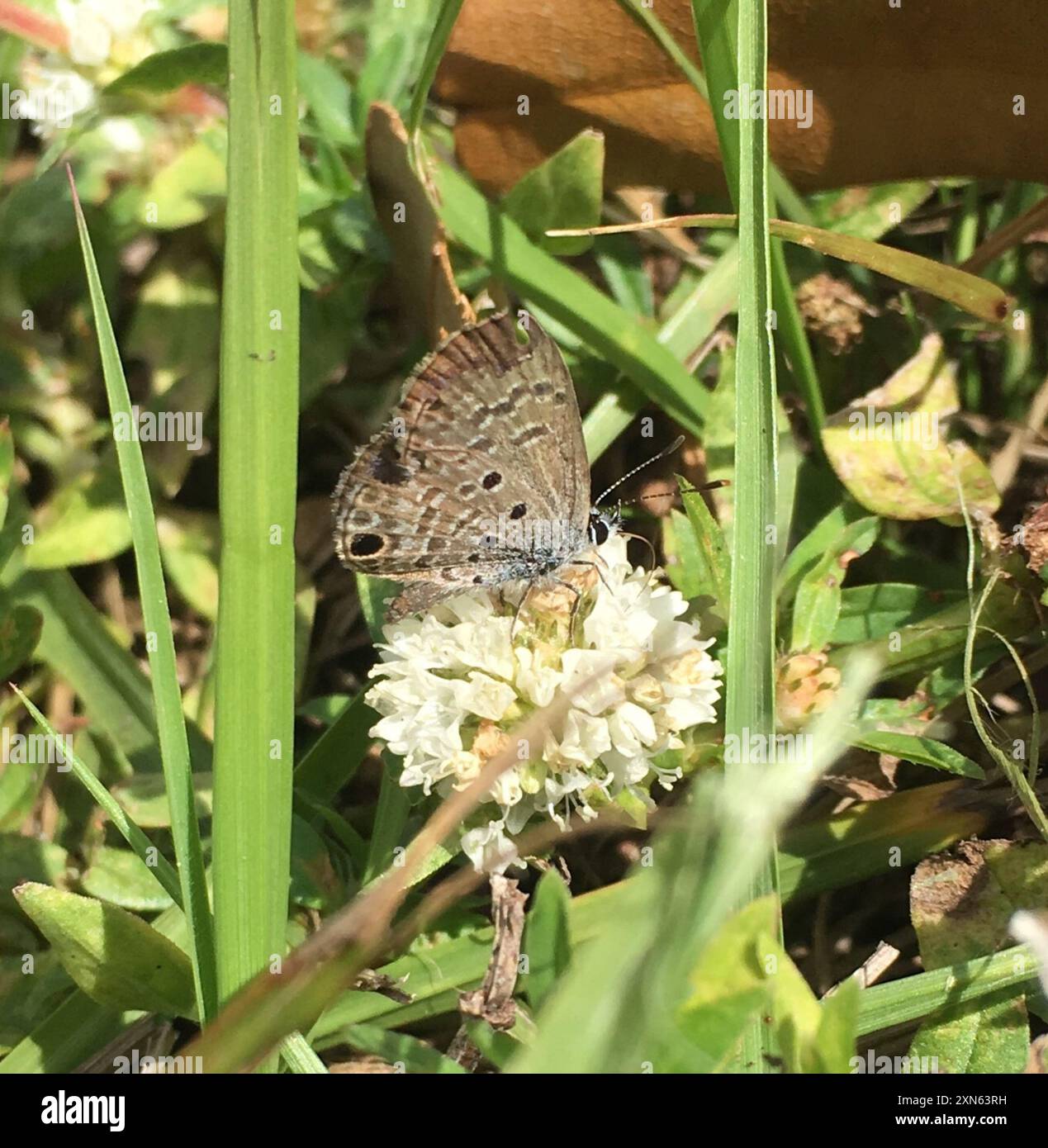Ceraunus Blue (Hemiargus ceraunus) Insecta Stock Photo - Alamy