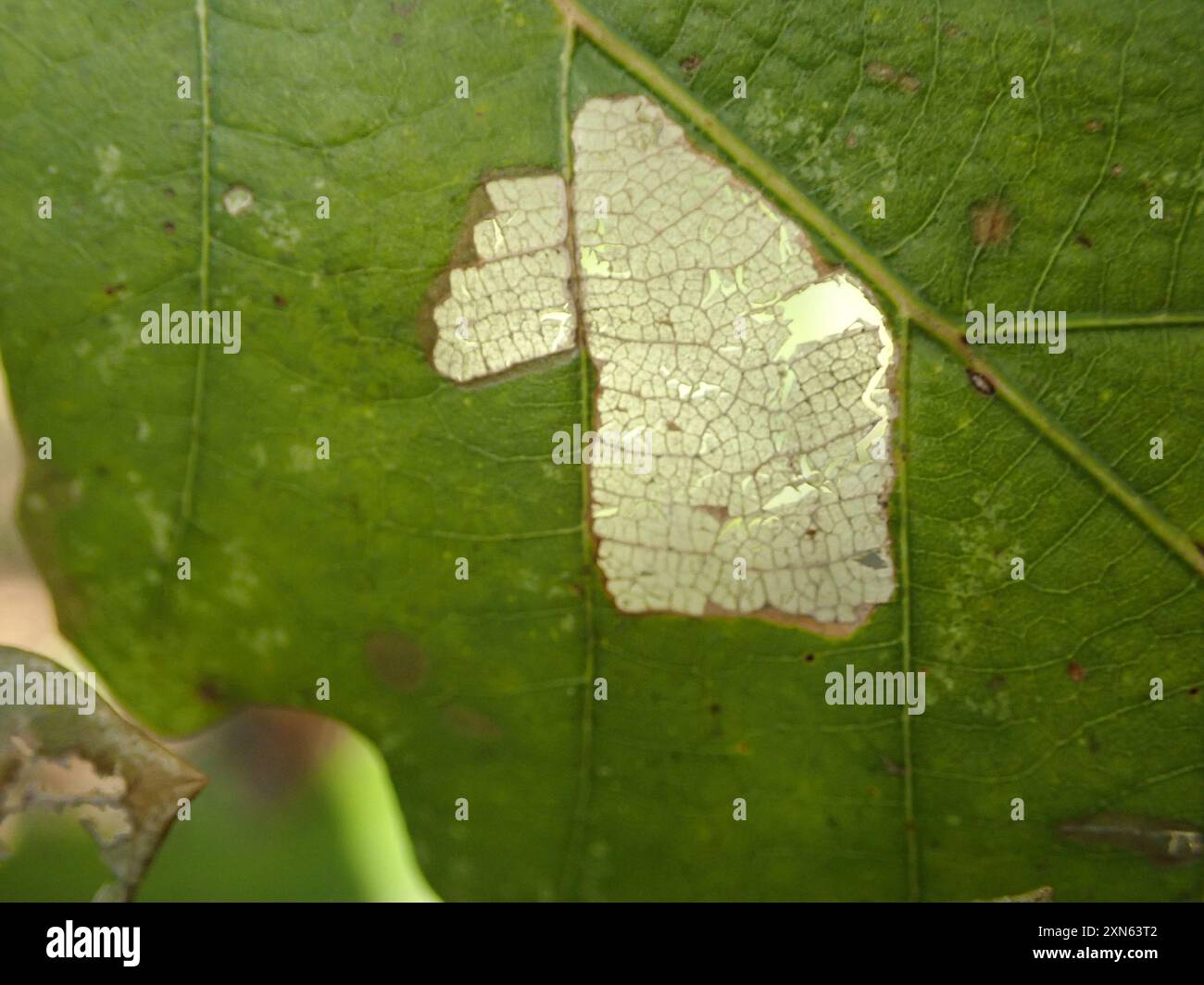 Insects (Insecta) Insecta Stock Photo - Alamy