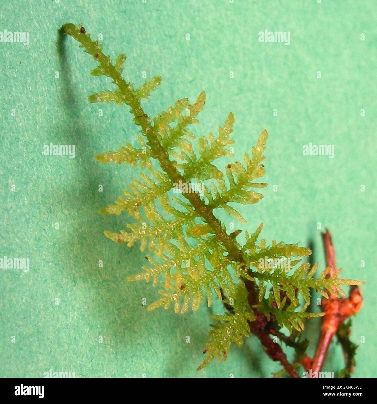 delicate fern moss (Thuidium delicatulum) Plantae Stock Photo - Alamy
