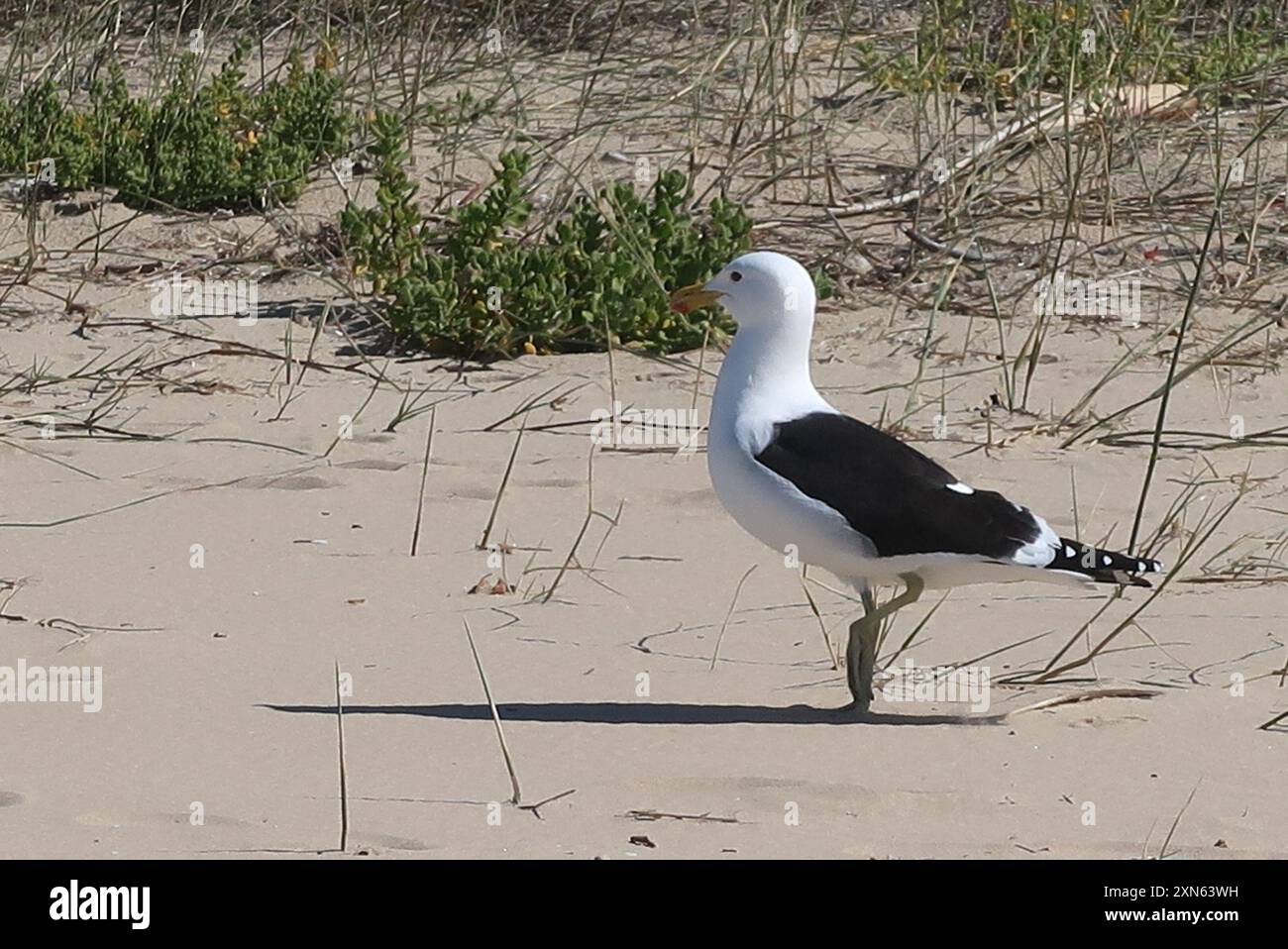 Cape Gull (Larus dominicanus vetula) Aves Stock Photo - Alamy