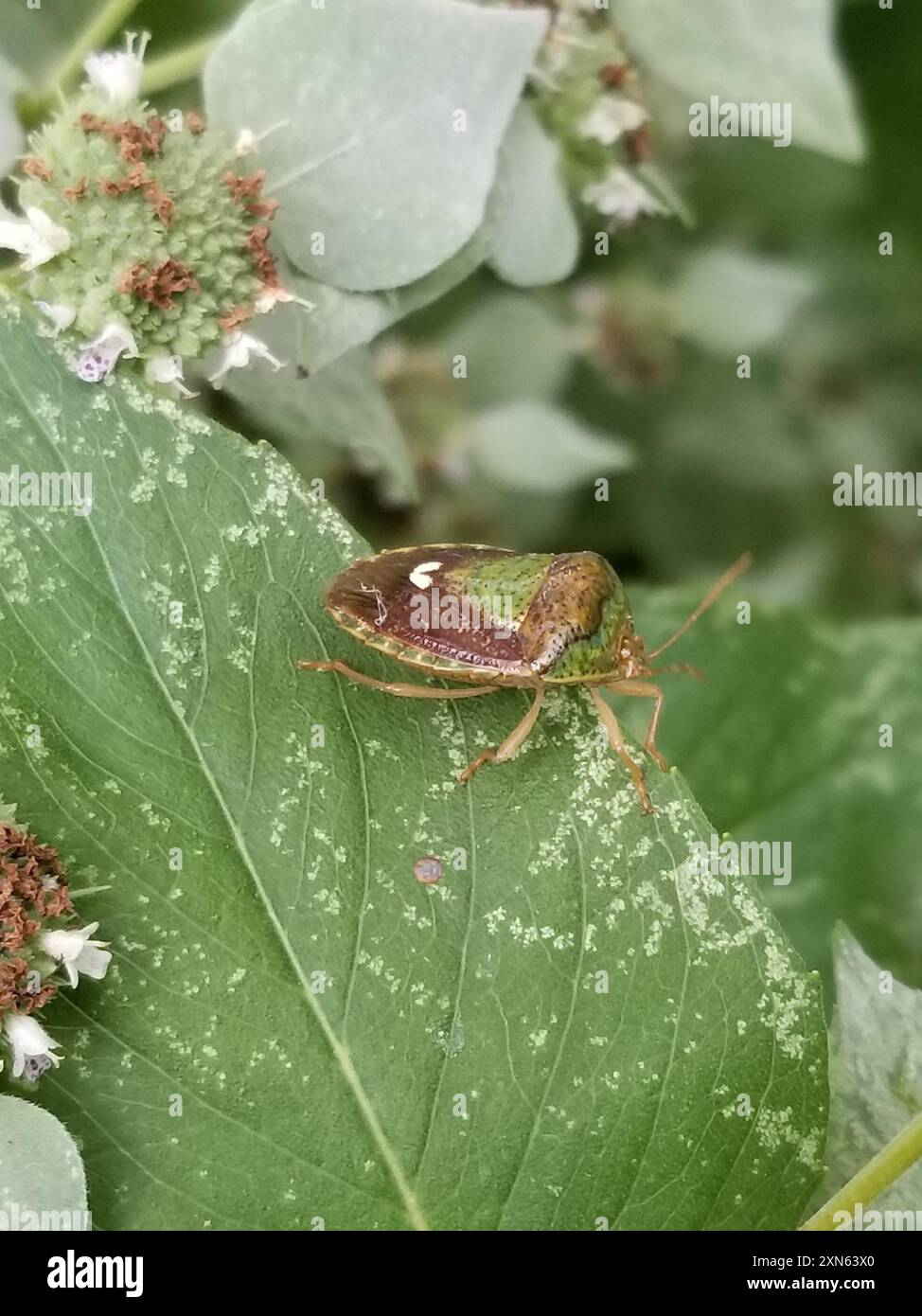 (Ascra bifida) Insecta Stock Photo - Alamy