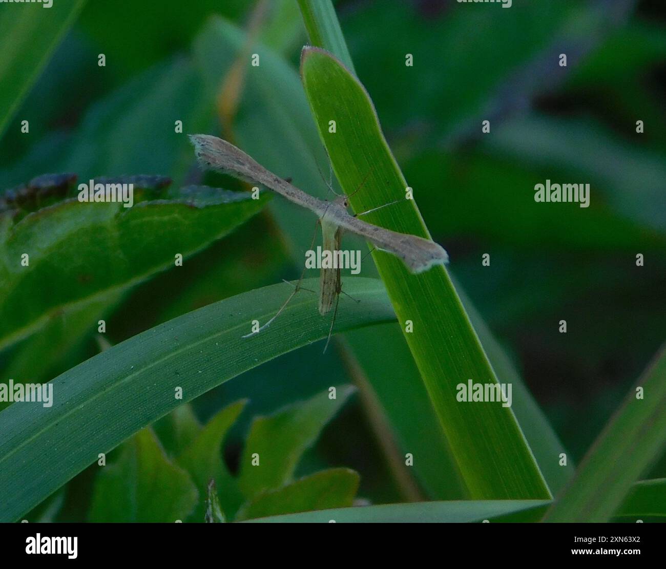 Dwarf Plume Moth (Exelastis pumilio) Insecta Stock Photo - Alamy
