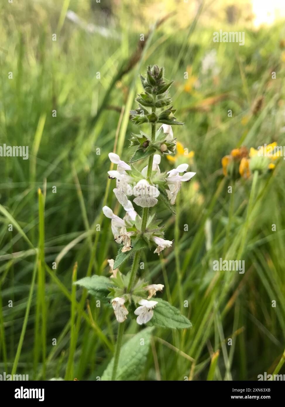 Stachys ajugoides hi-res stock photography and images - Alamy