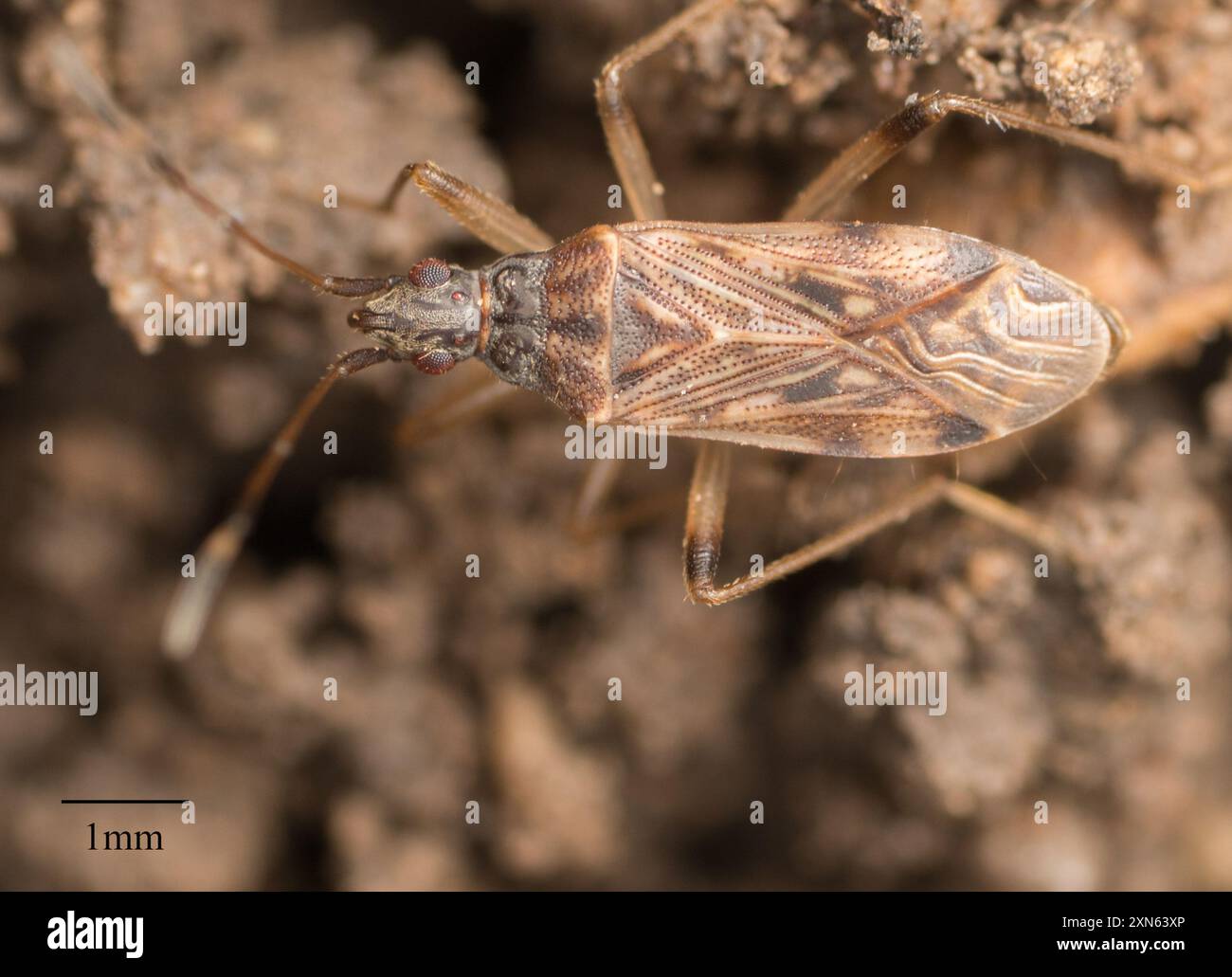 (Ozophora occidentalis) Insecta Stock Photo - Alamy