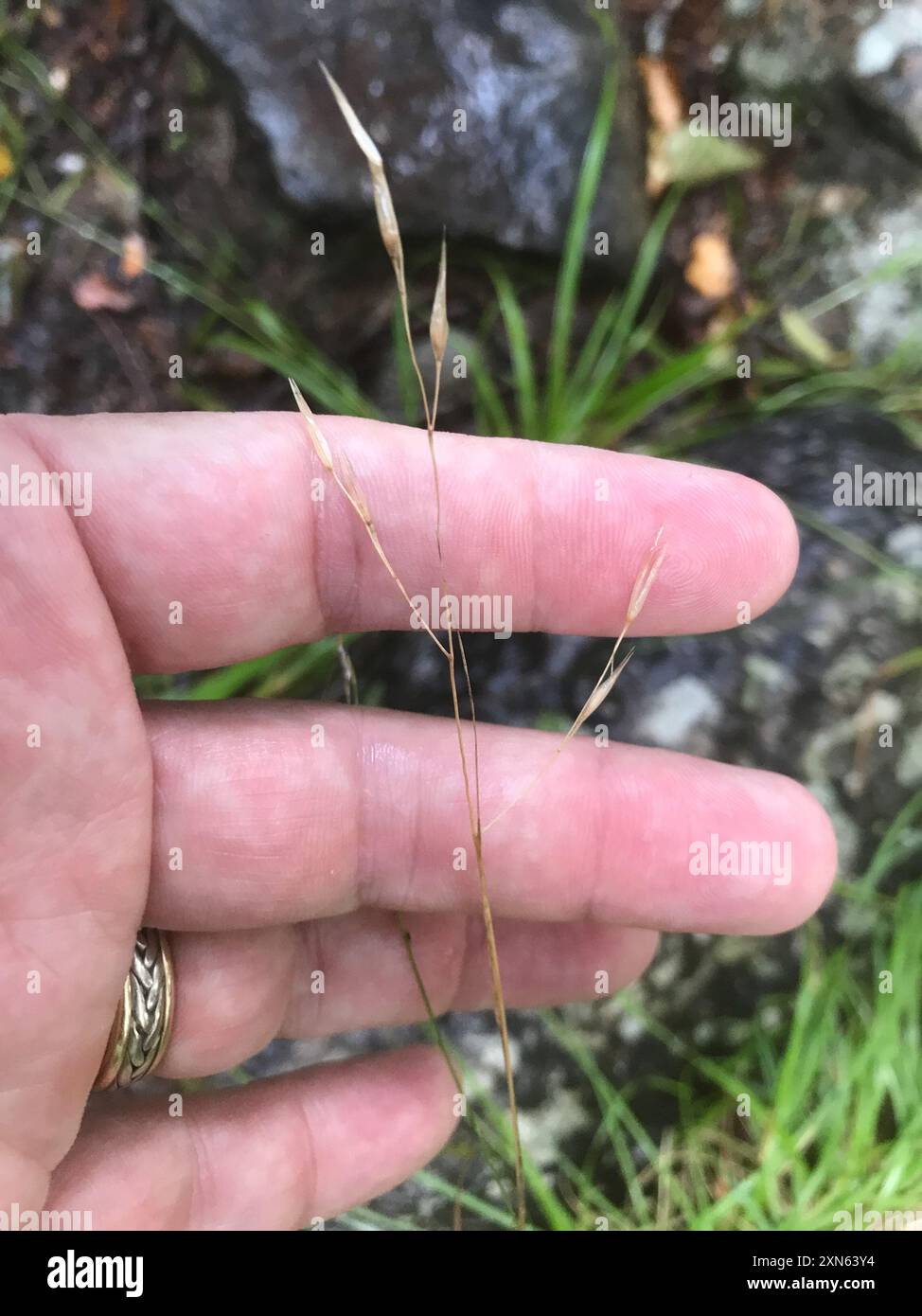 Flattened Oatgrass (Danthonia compressa) Plantae Stock Photo - Alamy
