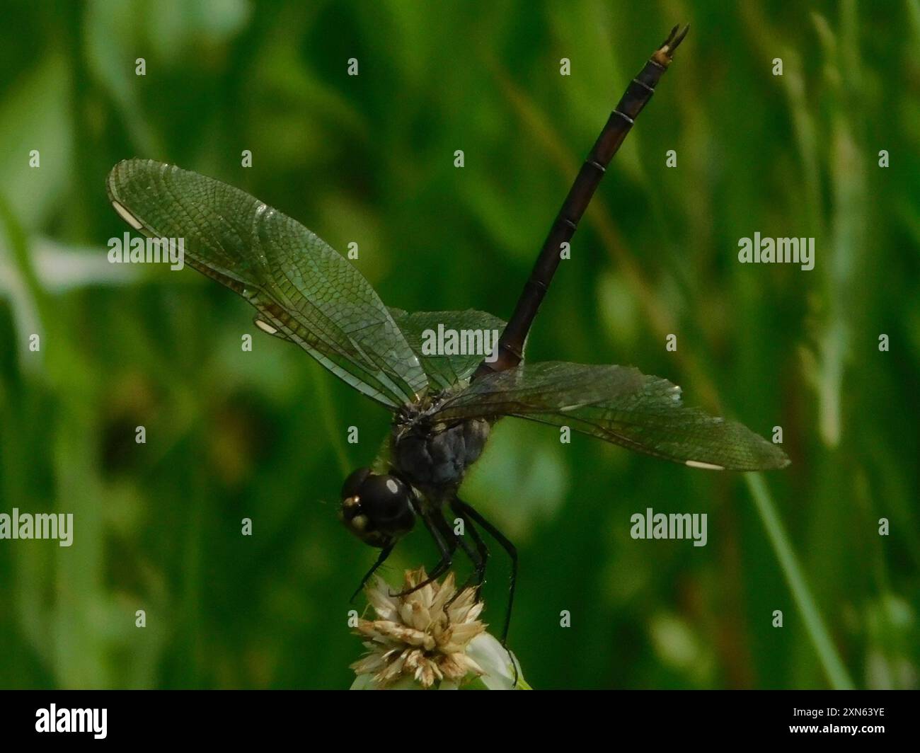 Four-spotted Pennant (Brachymesia gravida) Insecta Stock Photo - Alamy