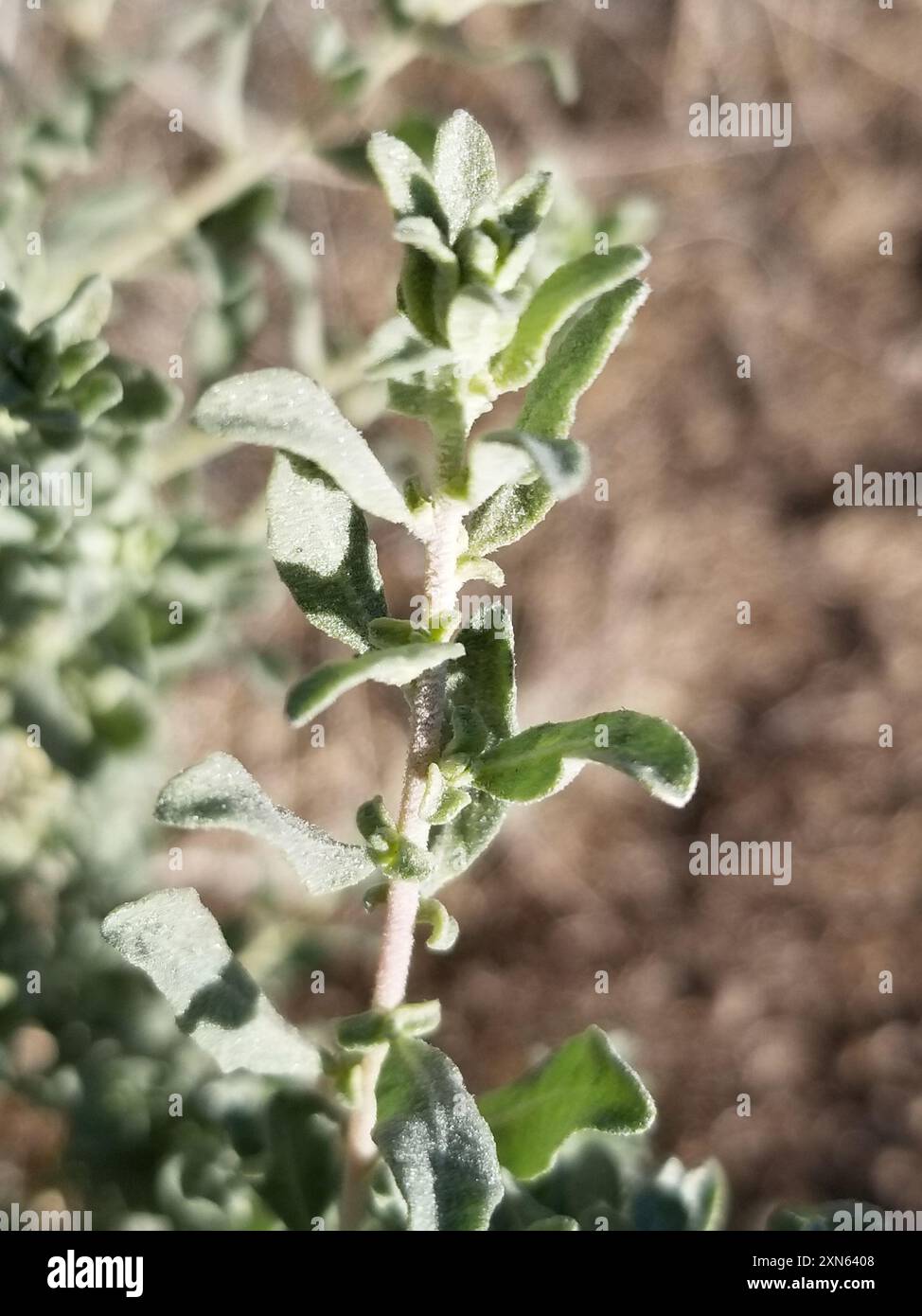 big saltbush (Atriplex lentiformis) Plantae Stock Photo - Alamy