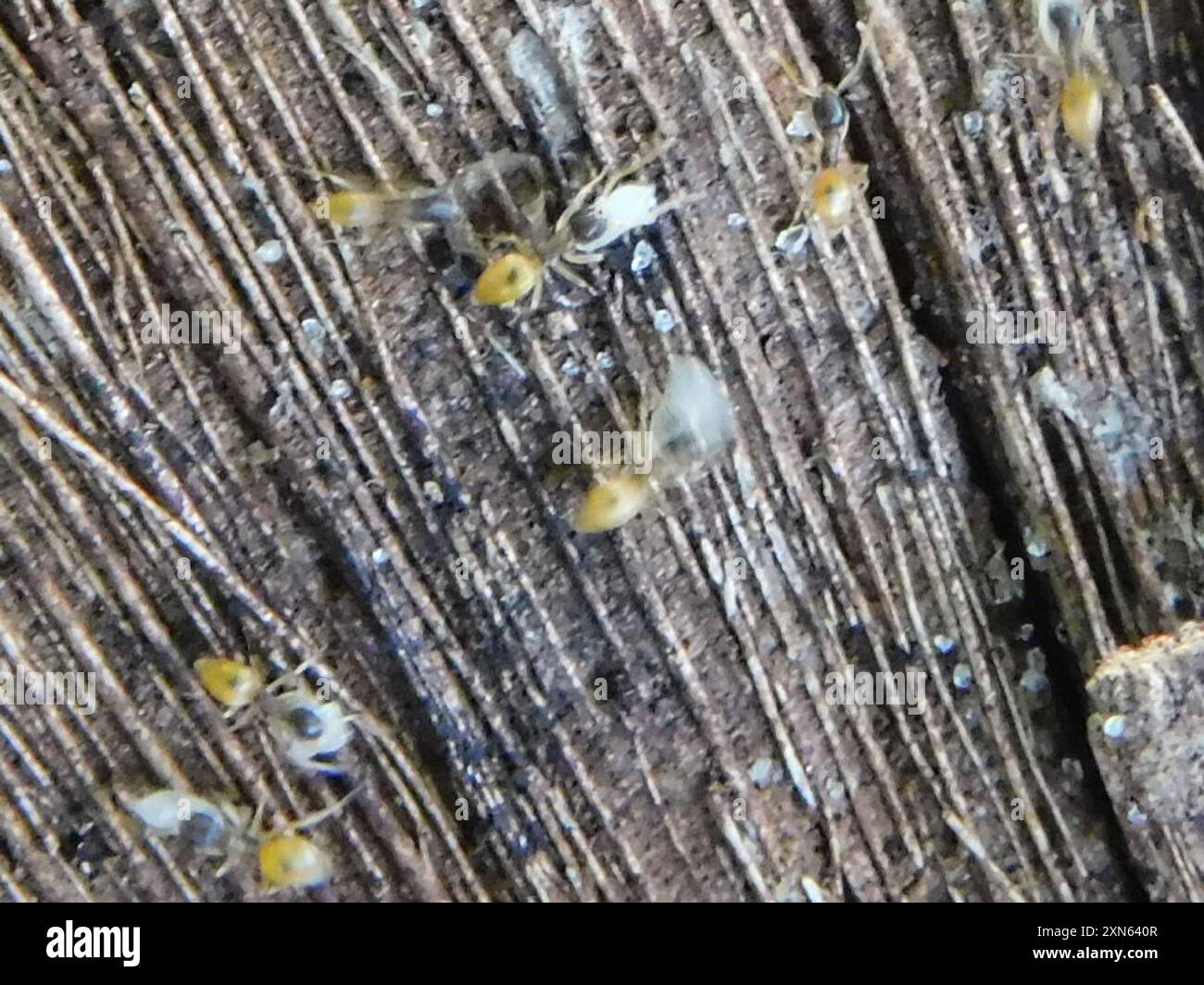 Ghost Ant (Tapinoma melanocephalum) Insecta Stock Photo - Alamy